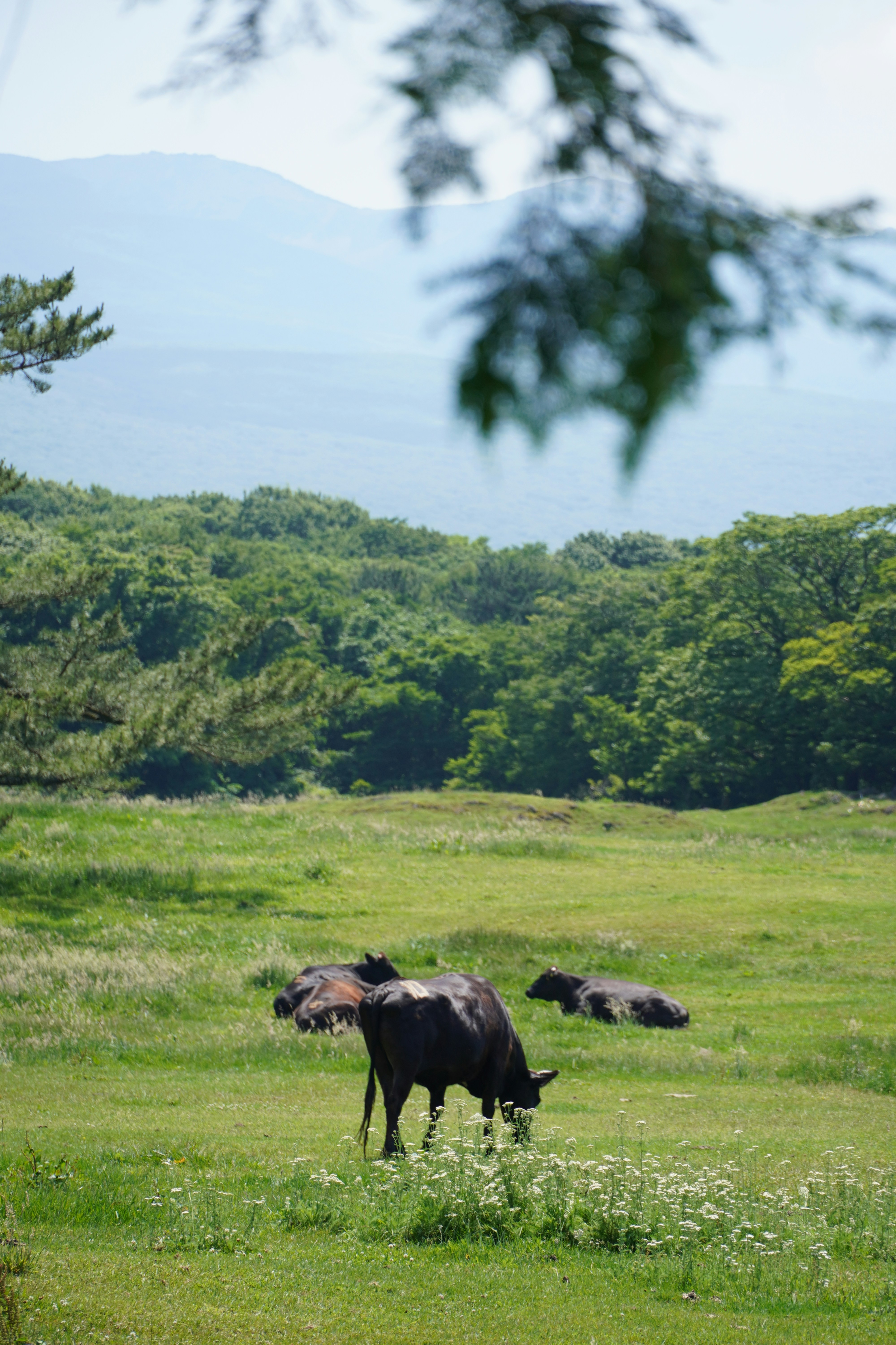 Pastoral Serenity: A Day in the Meadow