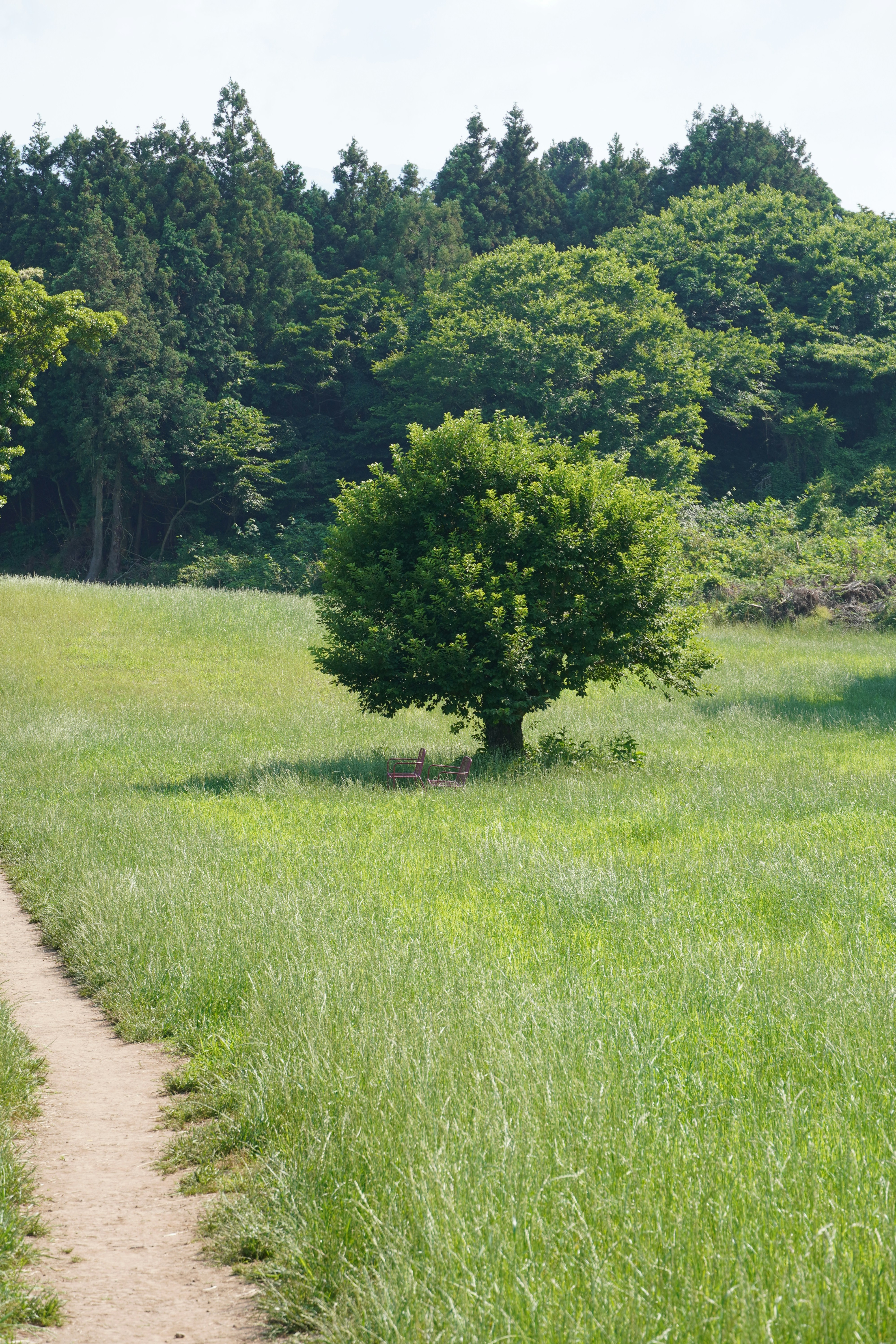 Solitary Sentinel: The Green Guardian of the Meadow