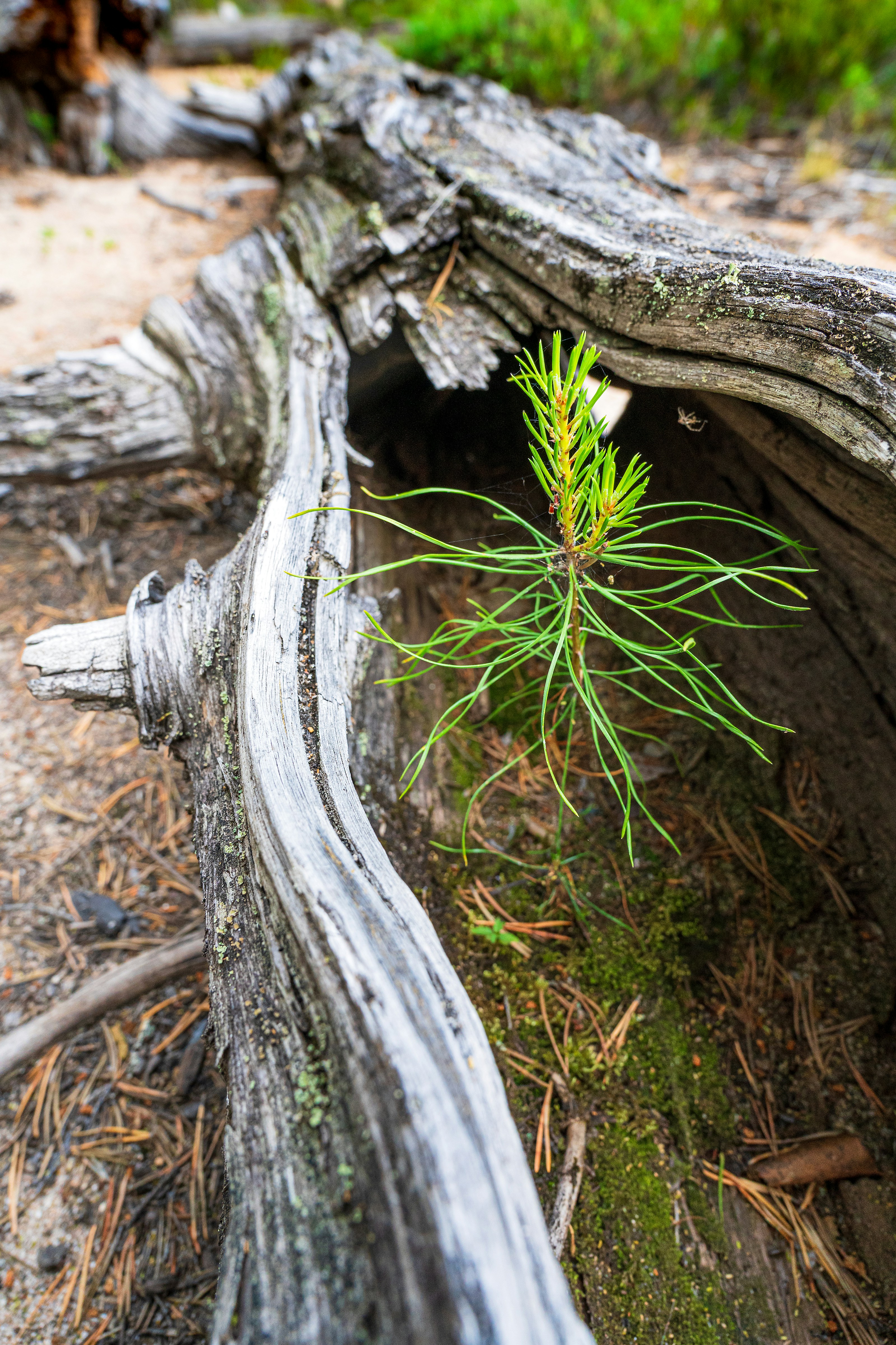 A young green sapling emerges from the weathered remains of a fallen log, showcasing nature's ability to thrive in challenging environments.