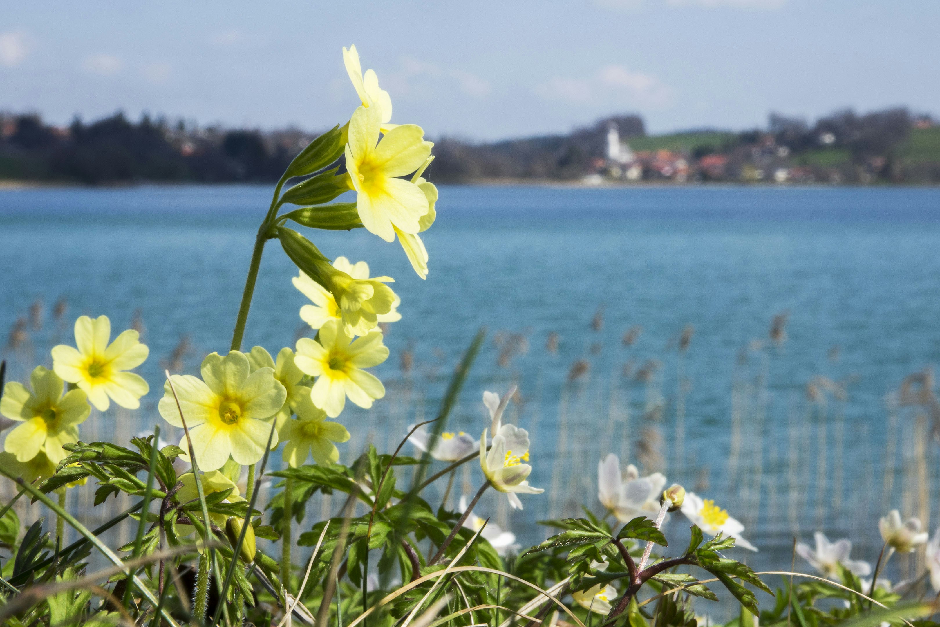 Photo by Wietse Jongsma with Sony RX10 III