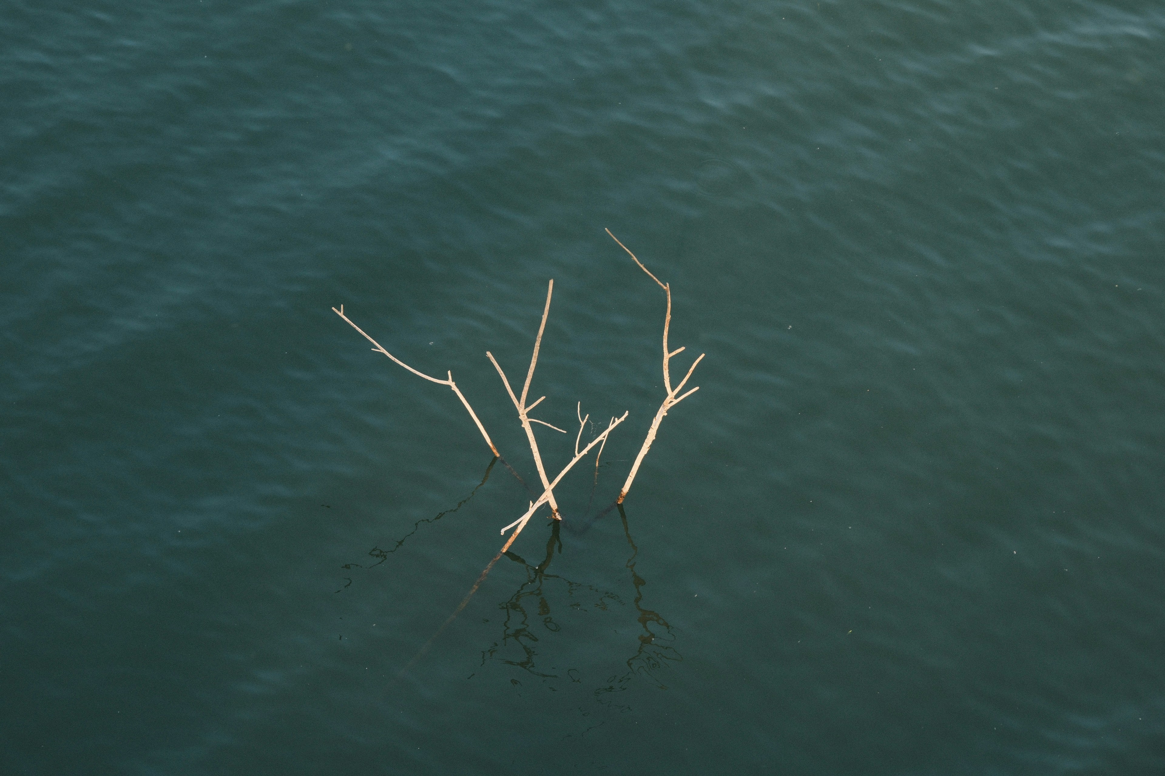 Nature's Minimalist Sculpture