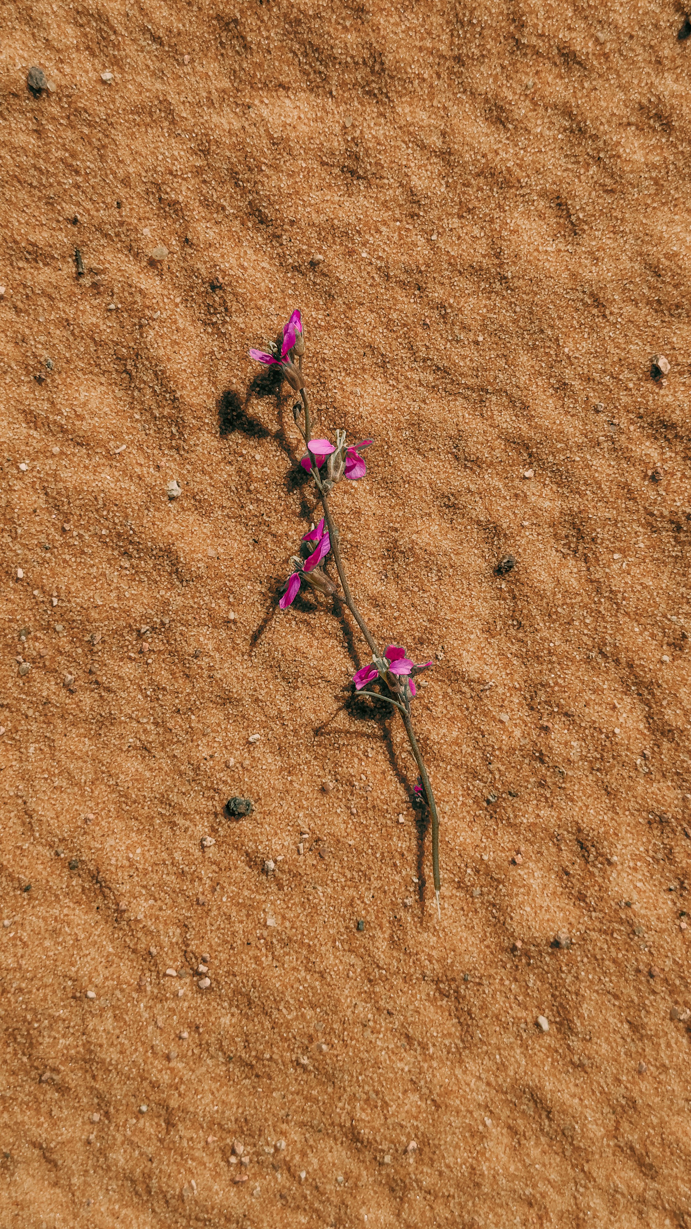 Resilience in the Sands of Time