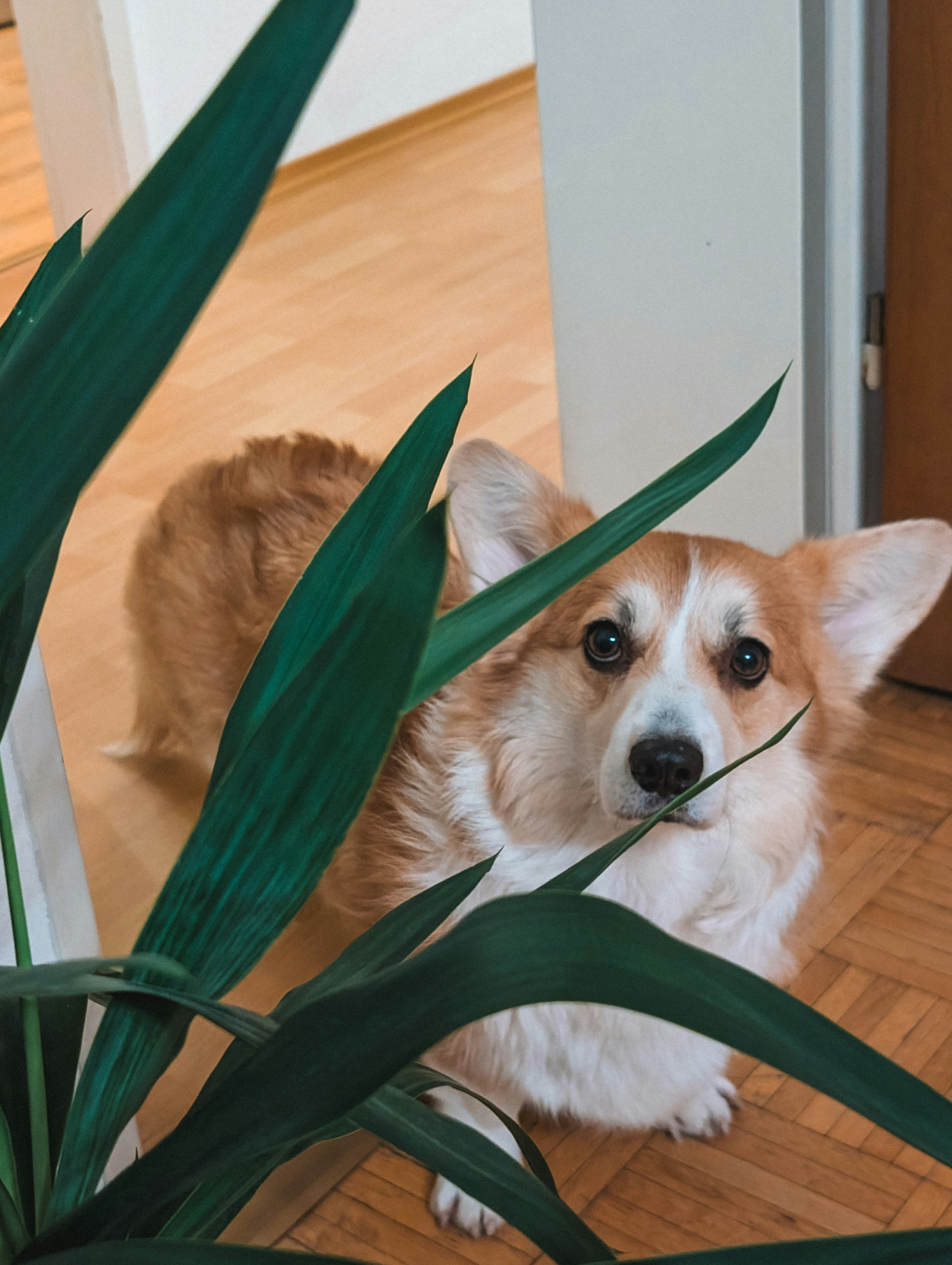 A corgi peers curiously through a cluster of vibrant green leaves, showcasing its playful nature in a cozy indoor setting.
