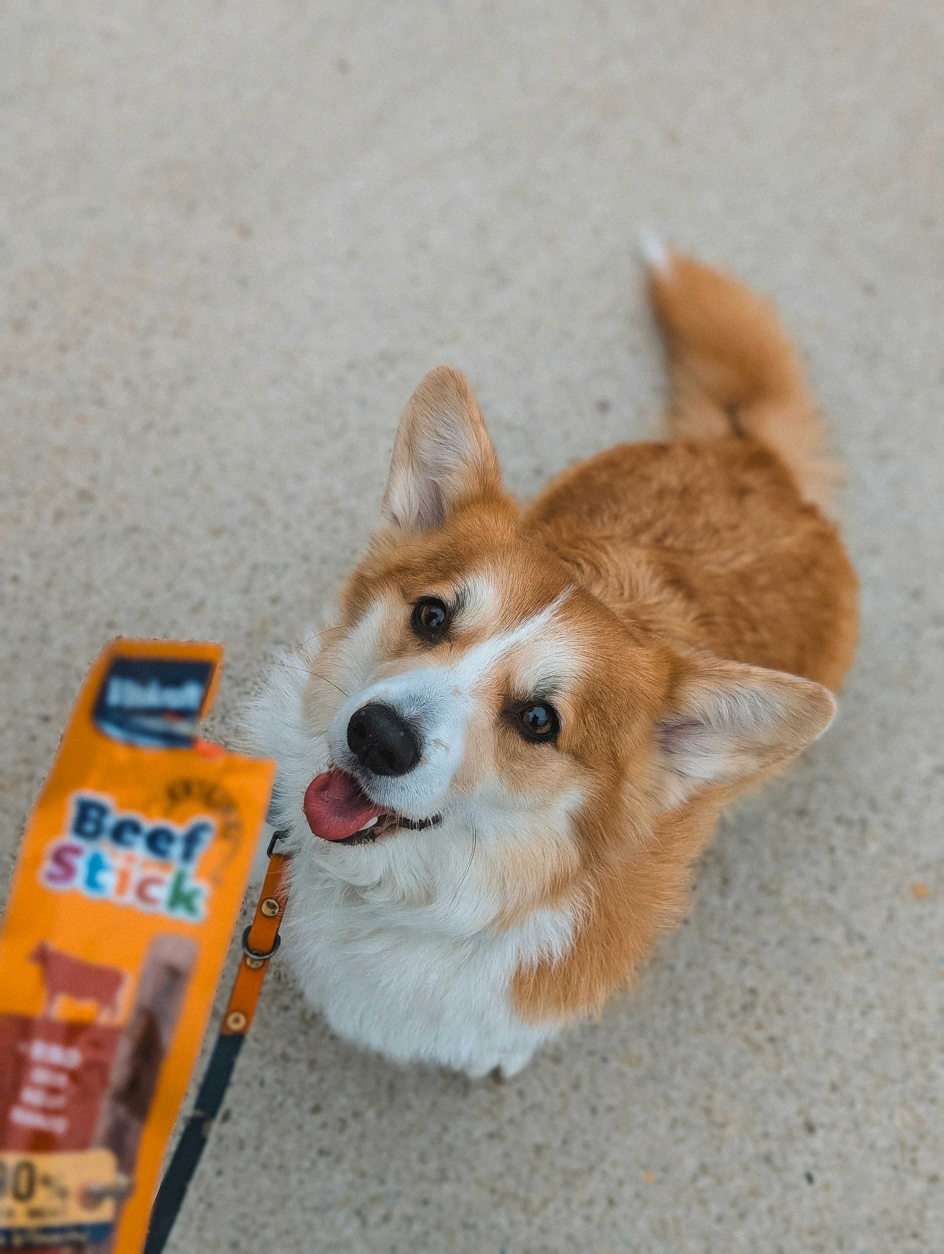 Joyful Corgi Eager for a Treat