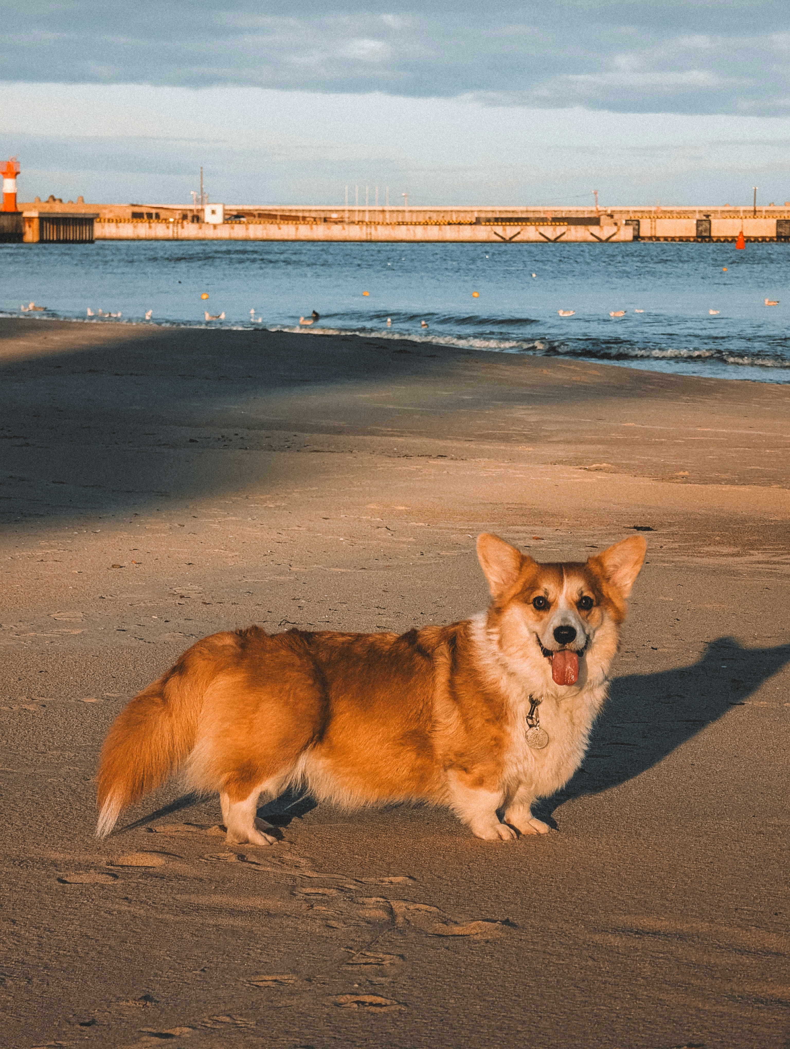Sunlit Corgi at the Quiet Beach, Pier in the Distance