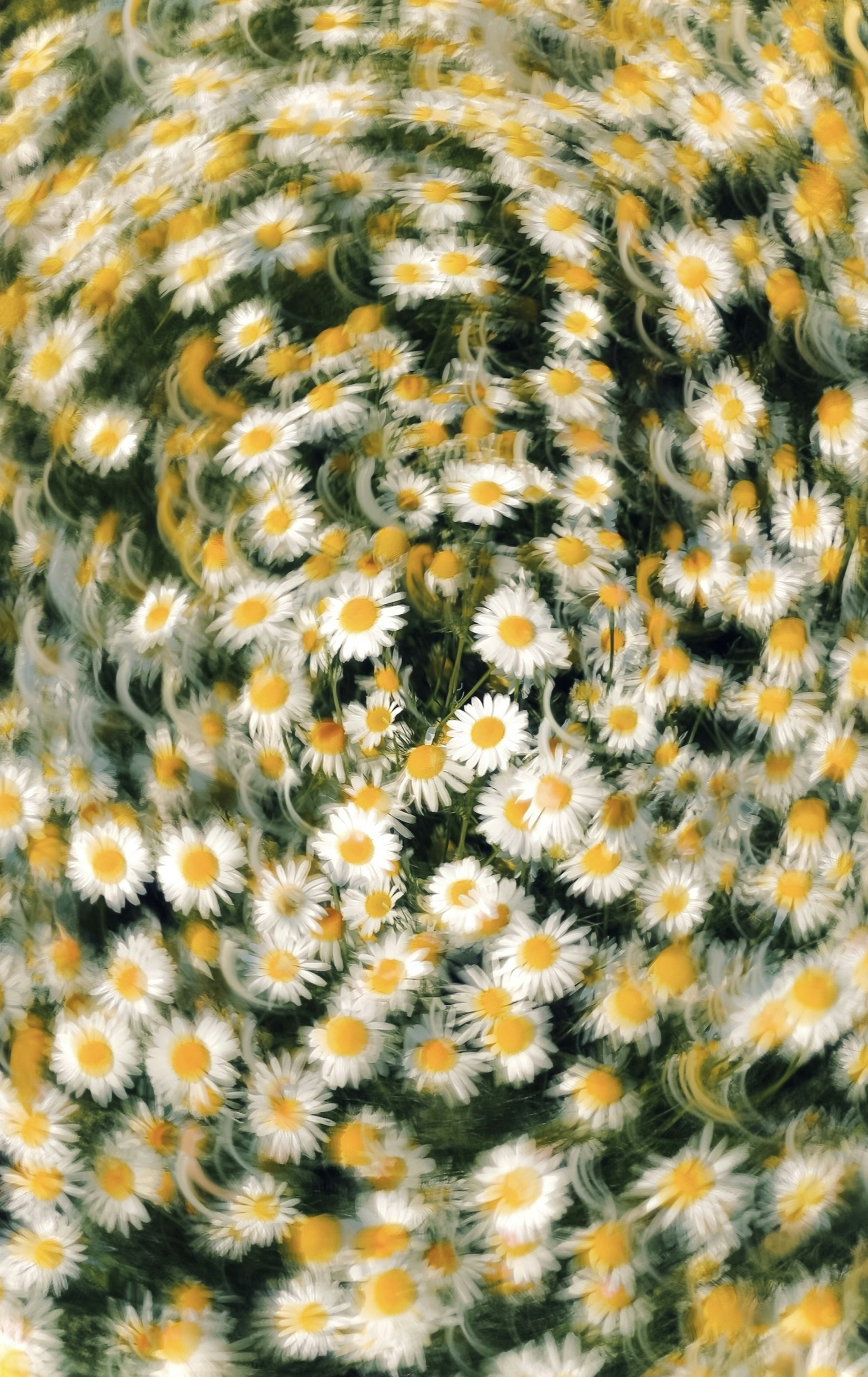 A swirling field of daisies. photo – Free Flowers Image on Unsplash