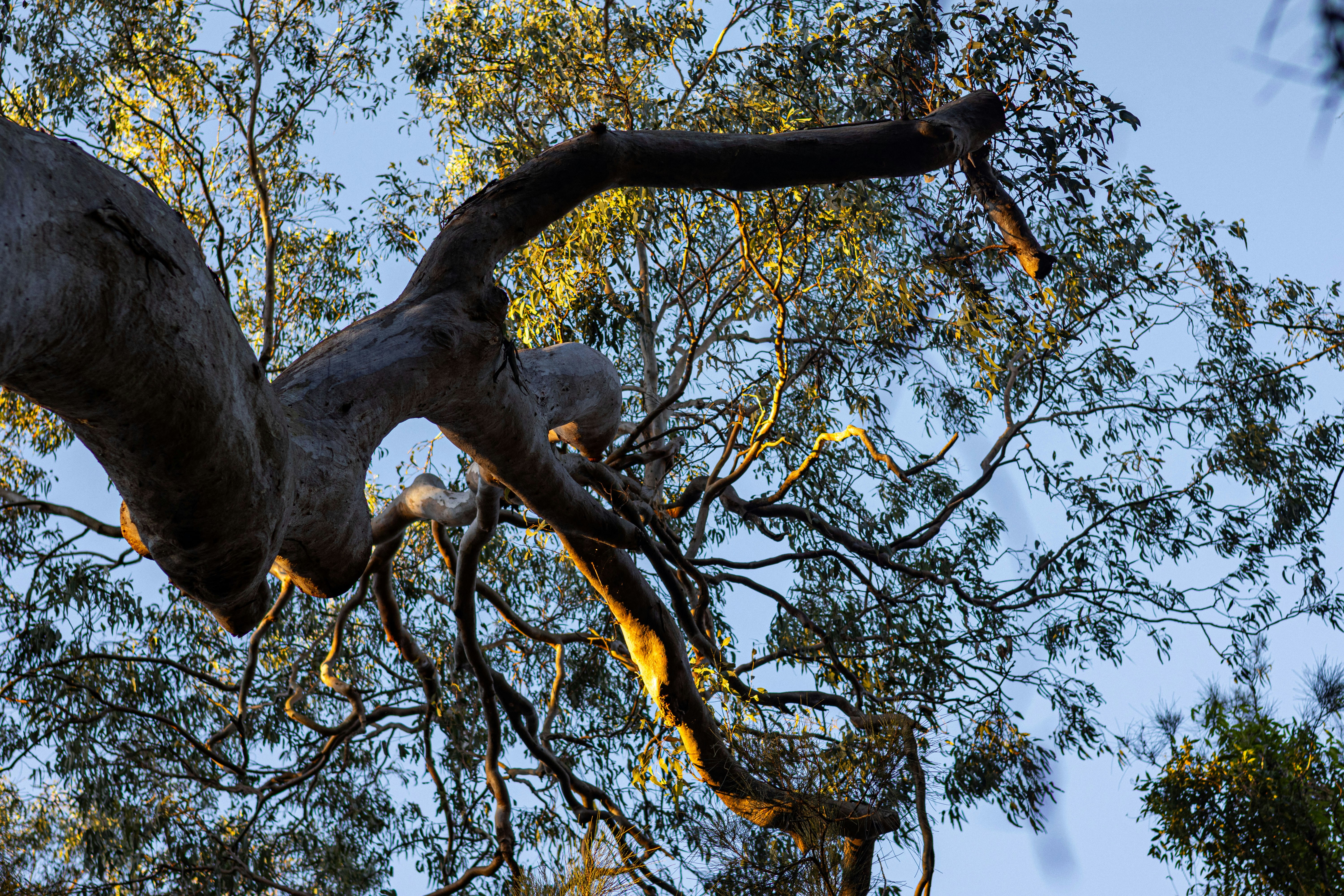 Intricate branches of a eucalyptus tree illuminated by golden sunlight against a clear blue sky.