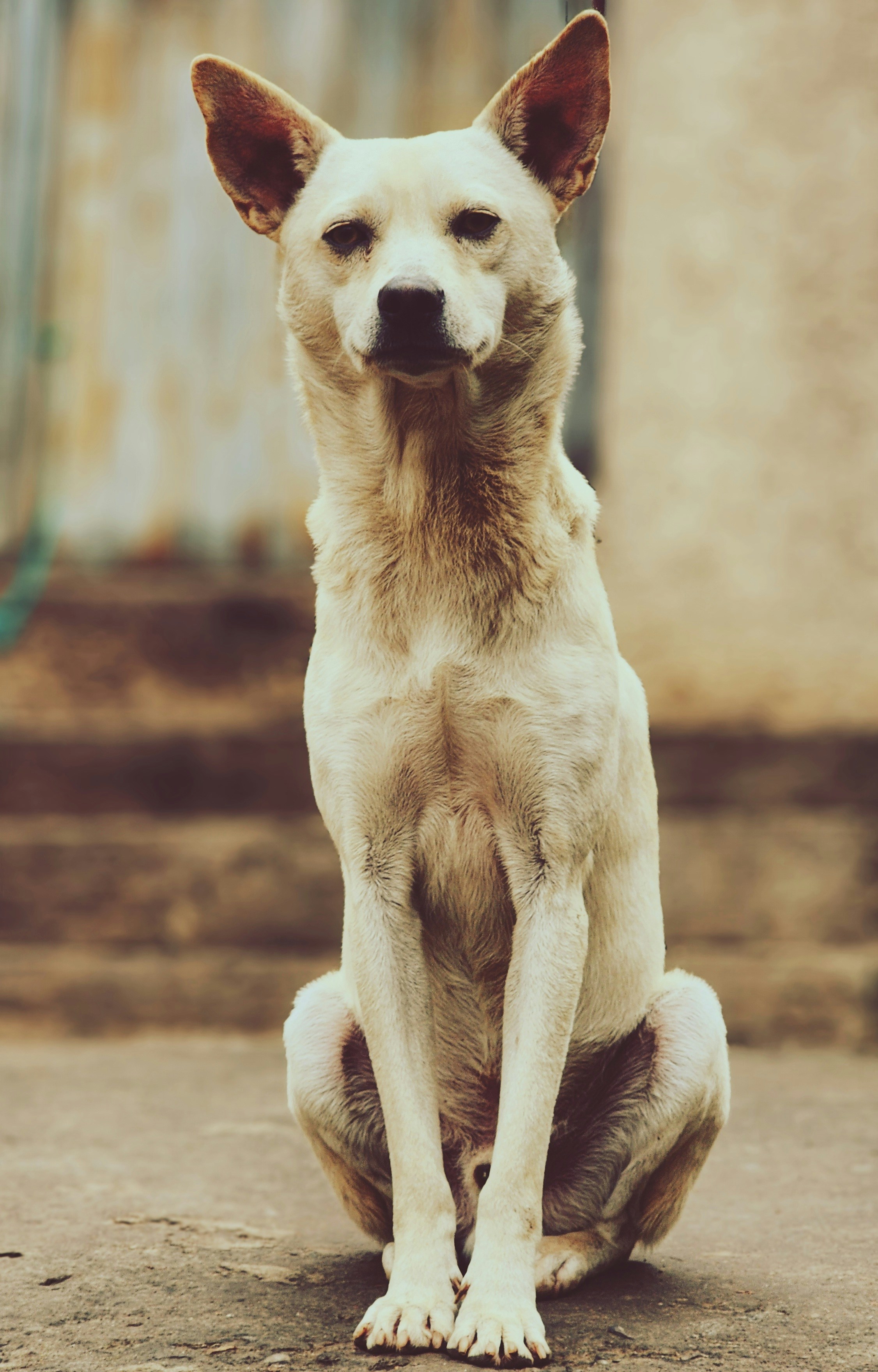 The Serene Watcher