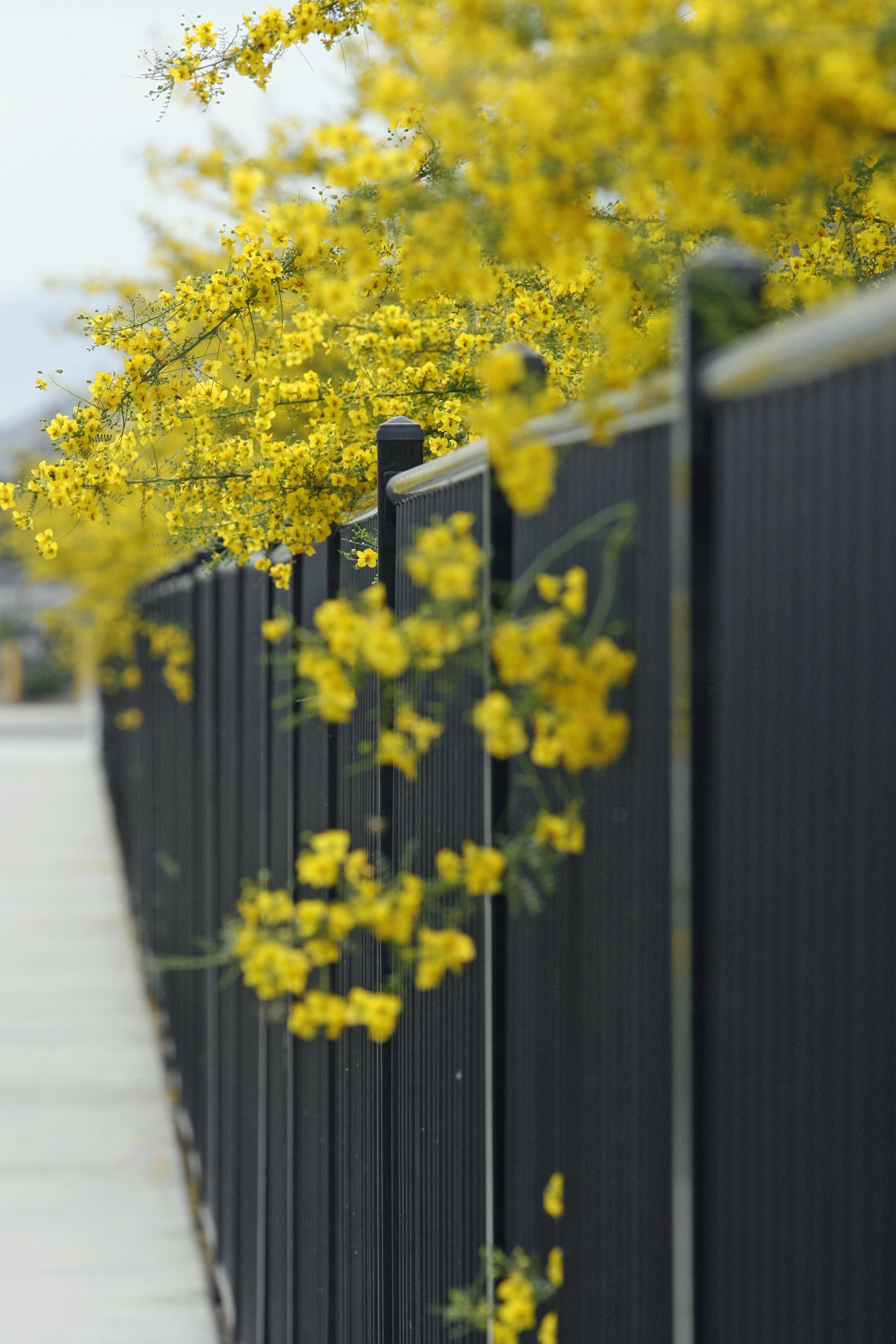 Vibrant yellow flowers cascading over a sleek black fence, creating a striking contrast in a tranquil urban setting.