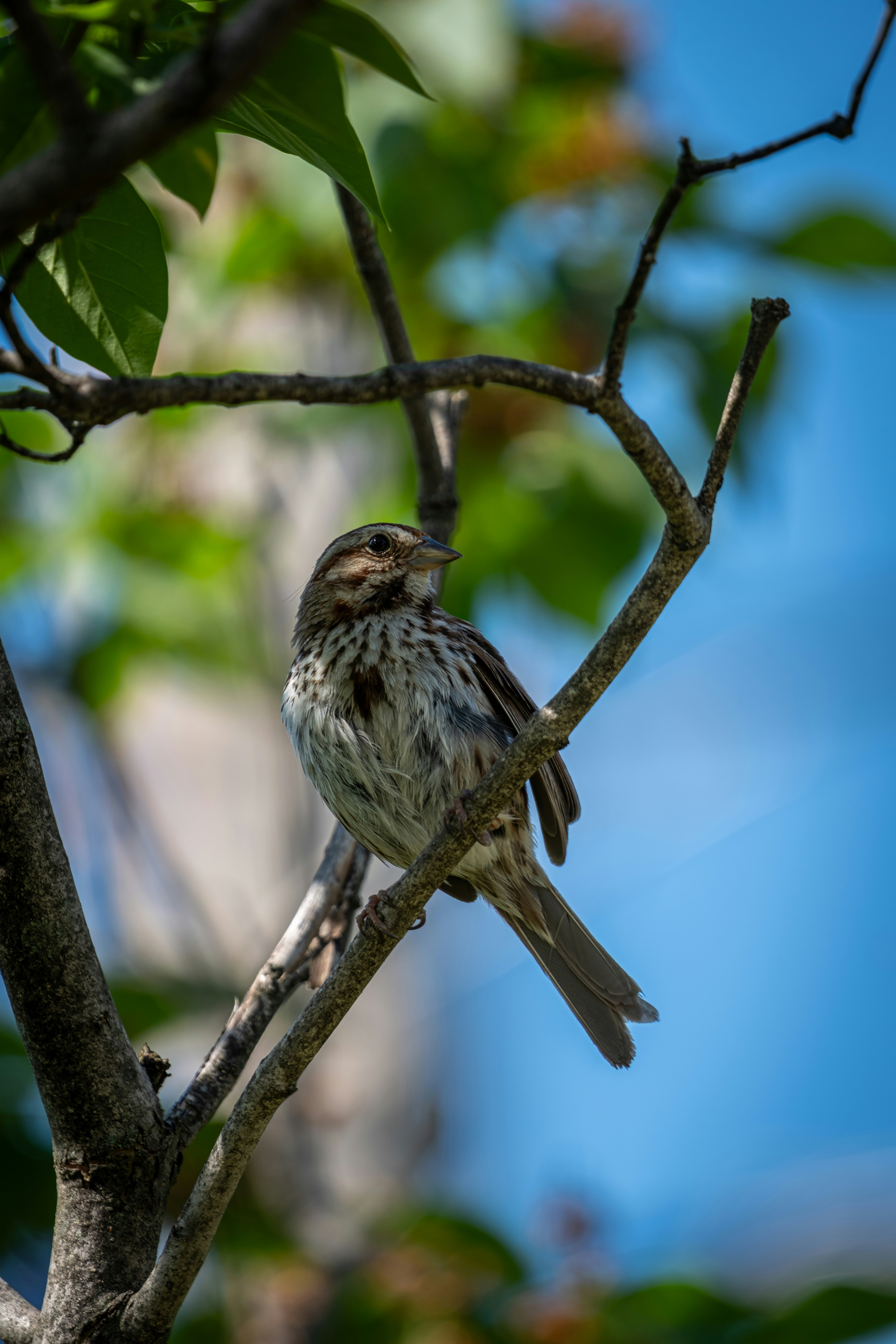 A small bird perches on a tree branch.