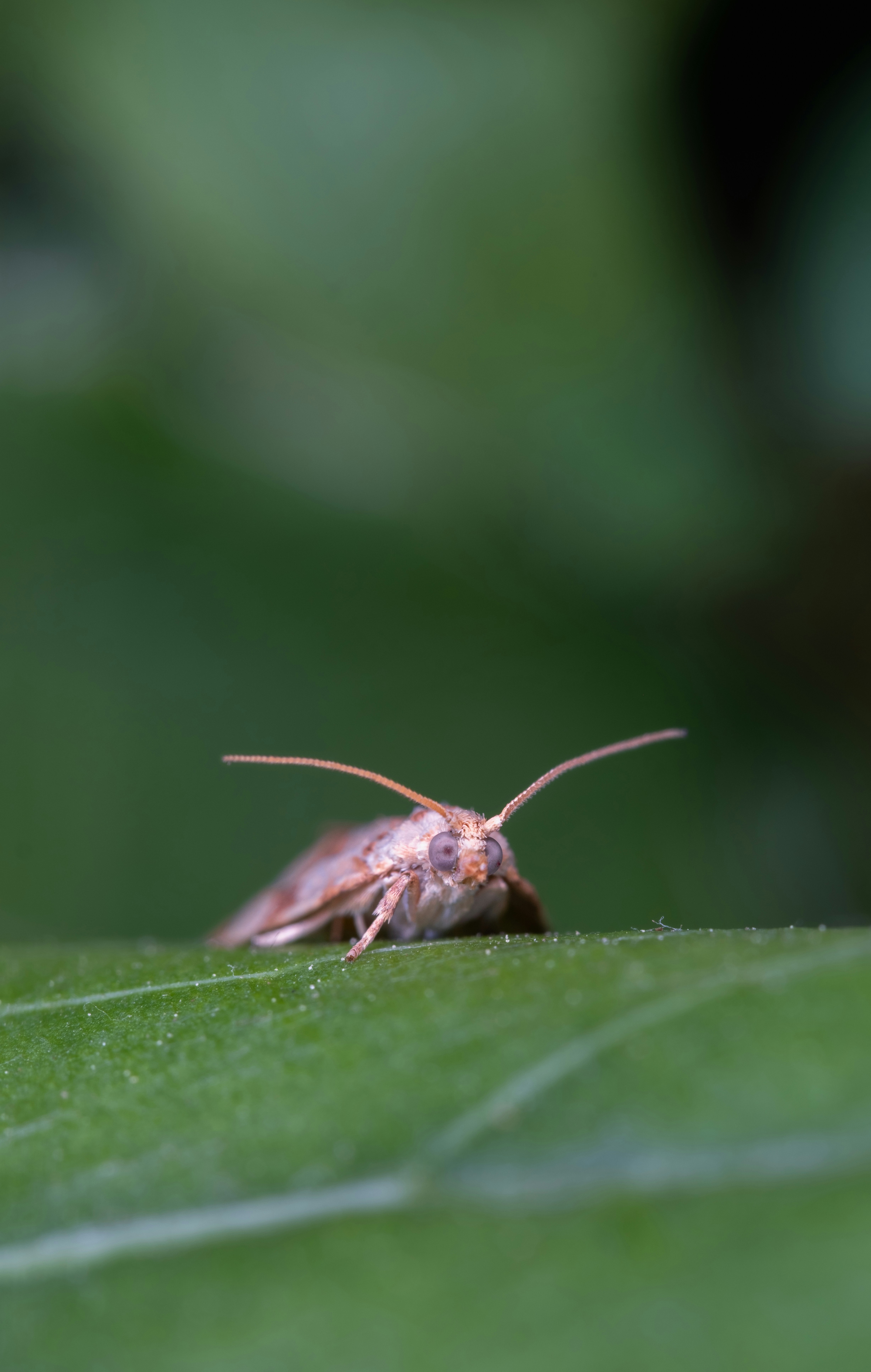 Intricate Details of Nature's Miniature Marvel
