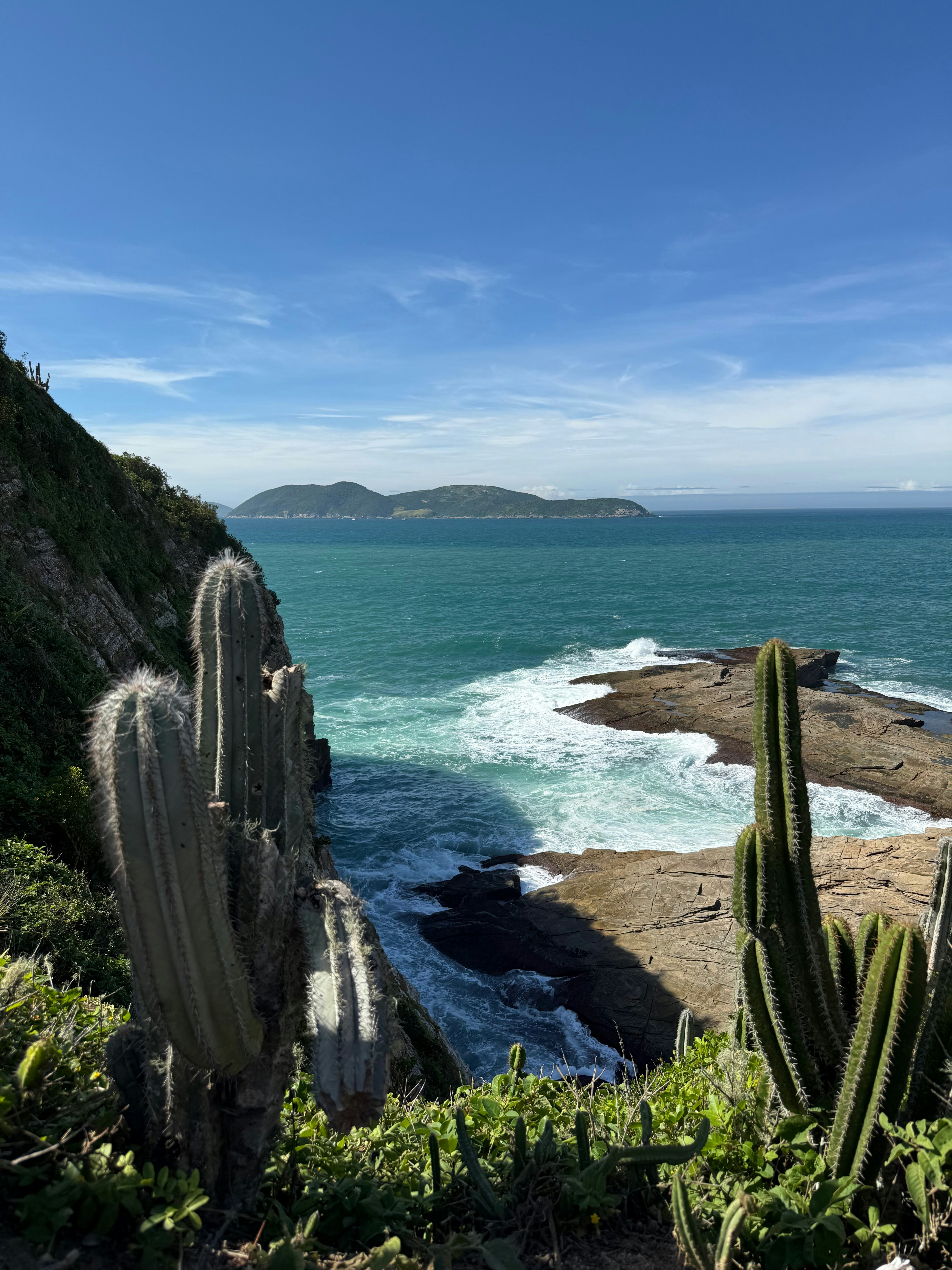 Cacti Embracing the Coastal Serenity