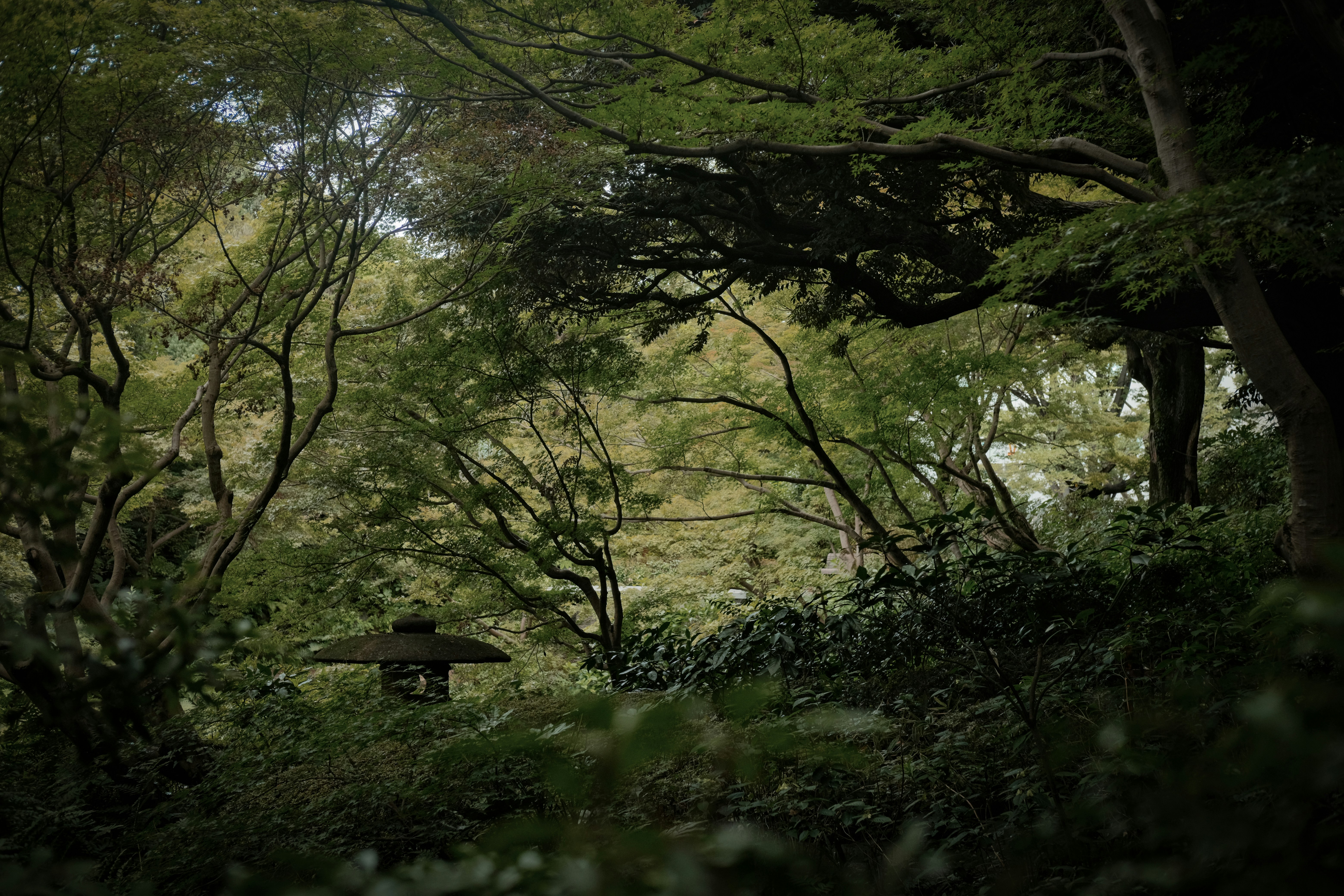 Whispers of Tranquility in a Lush Canopy
