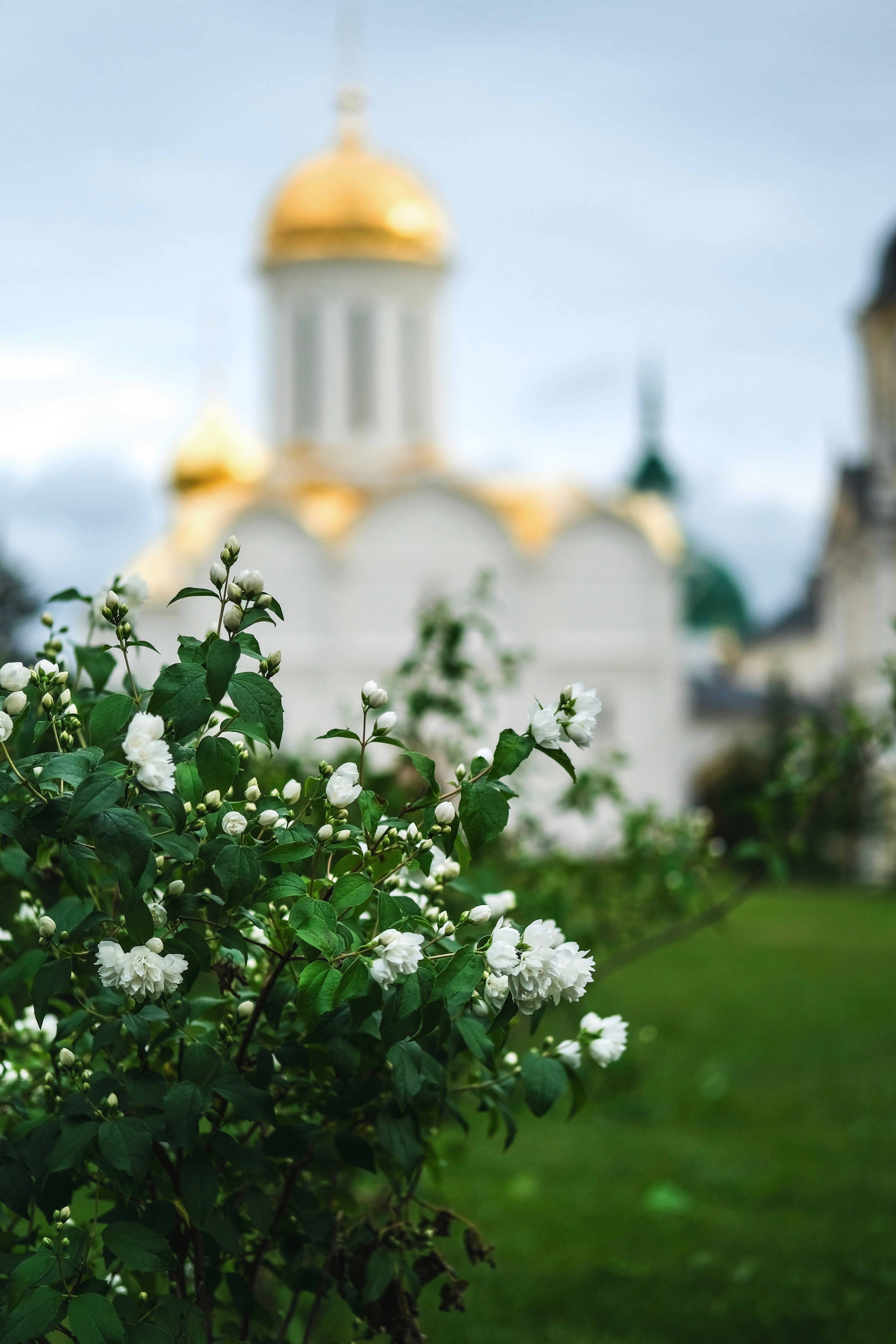 White Roses in the Foreground with a Golden Domed Cathedral in Soft Focus