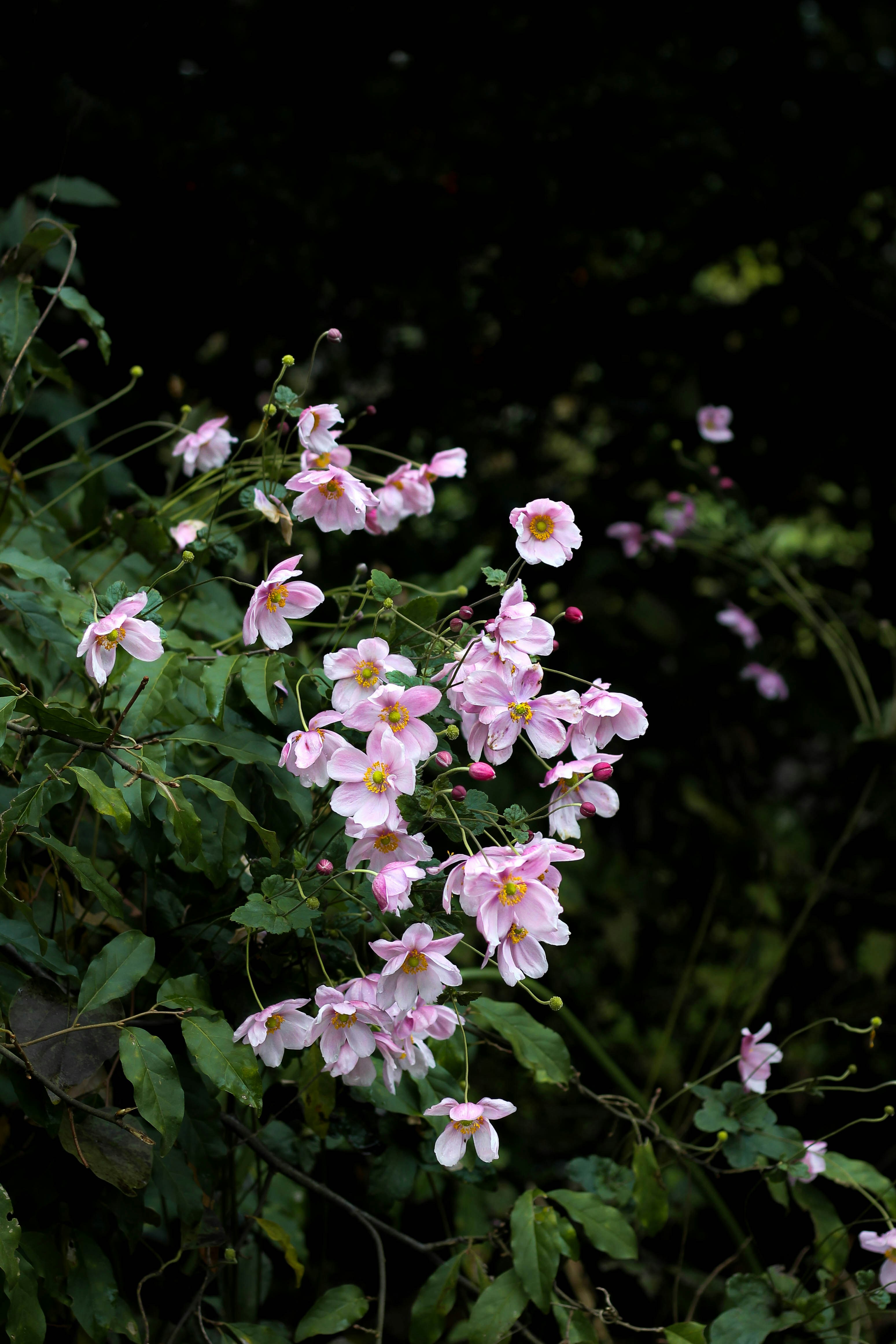 Whispers of Pink: A Floral Serenade