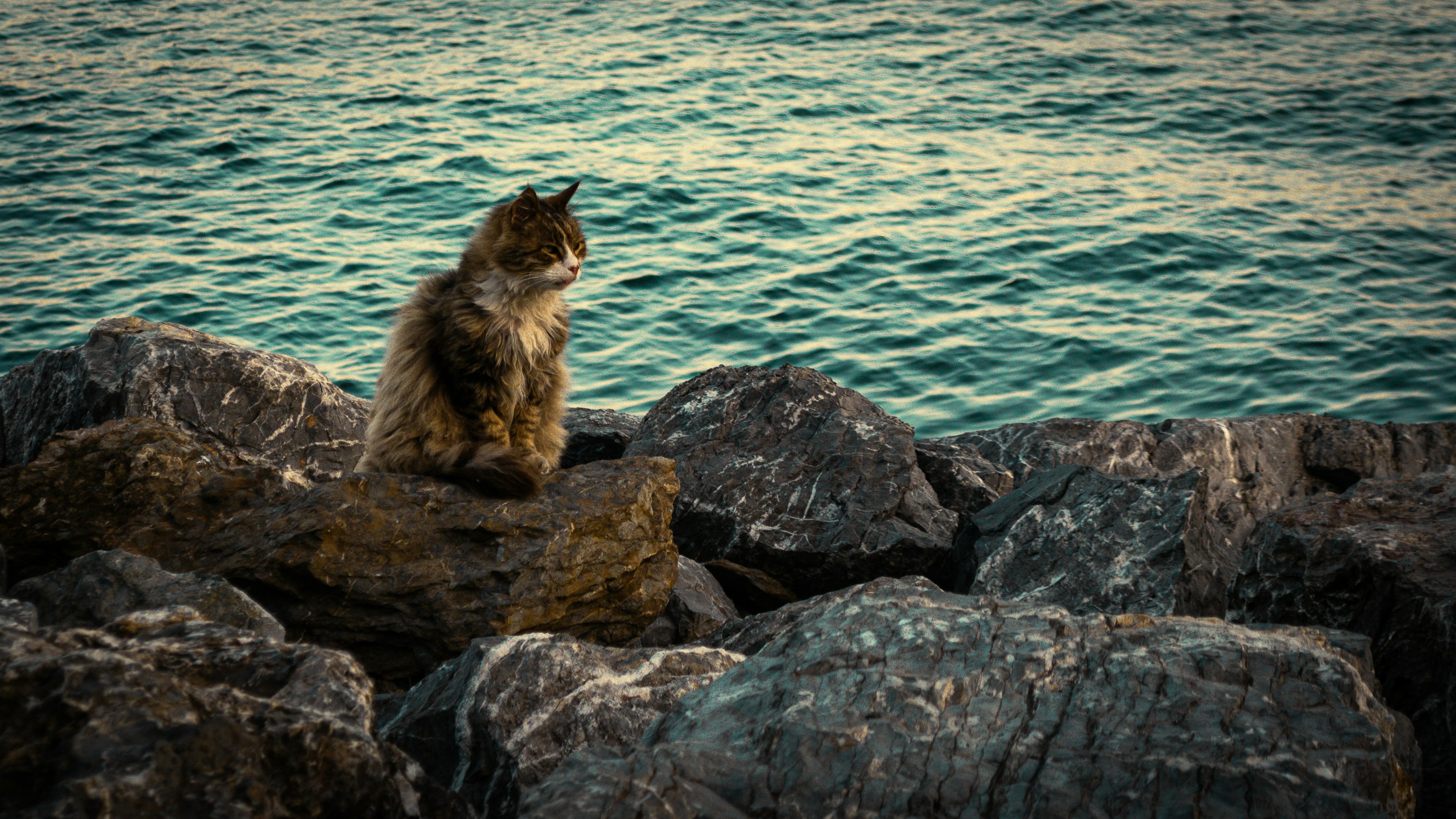 Whiskered Guardian of the Shoreline