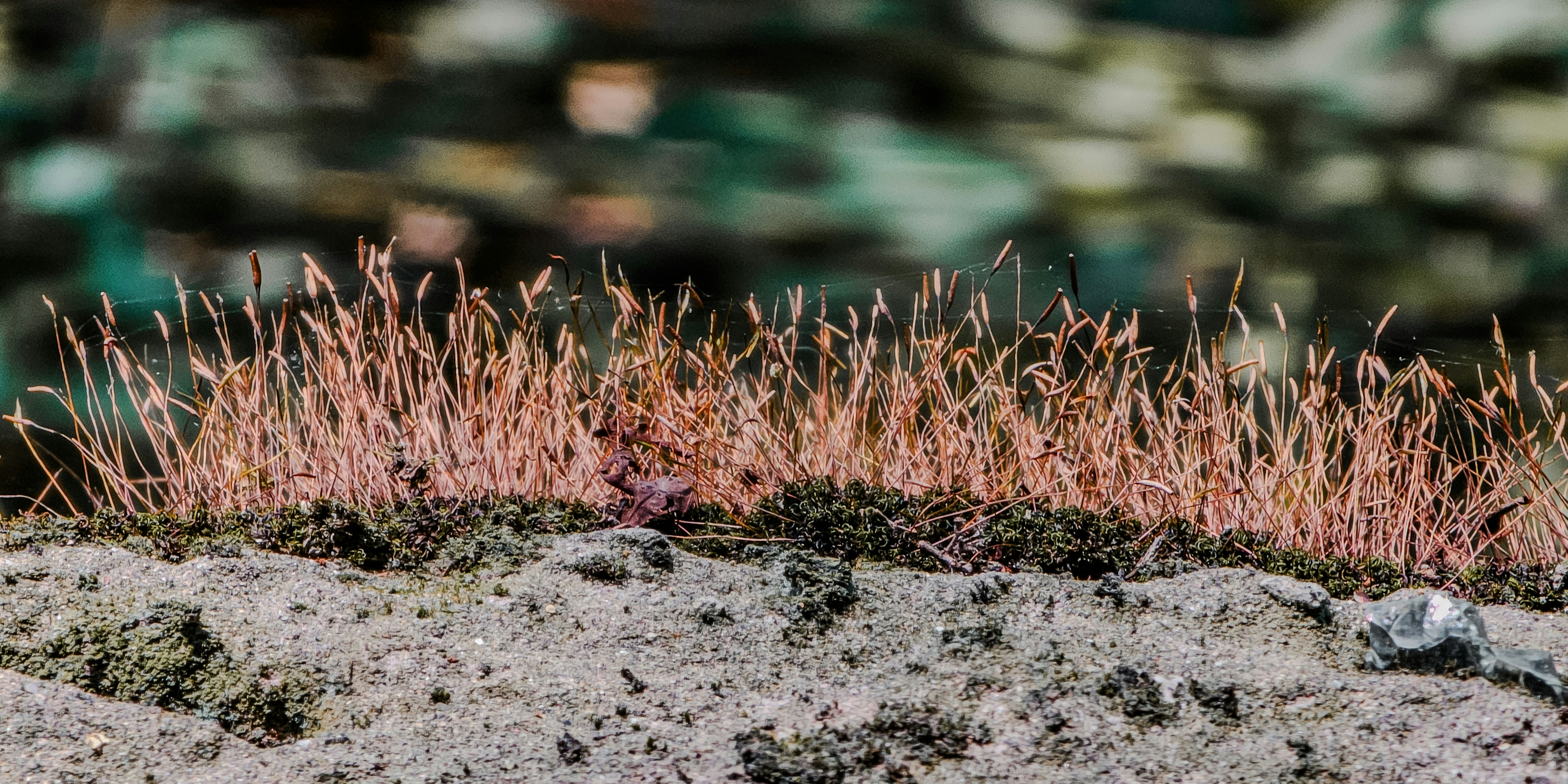 Pink moss is growing in the dirt.