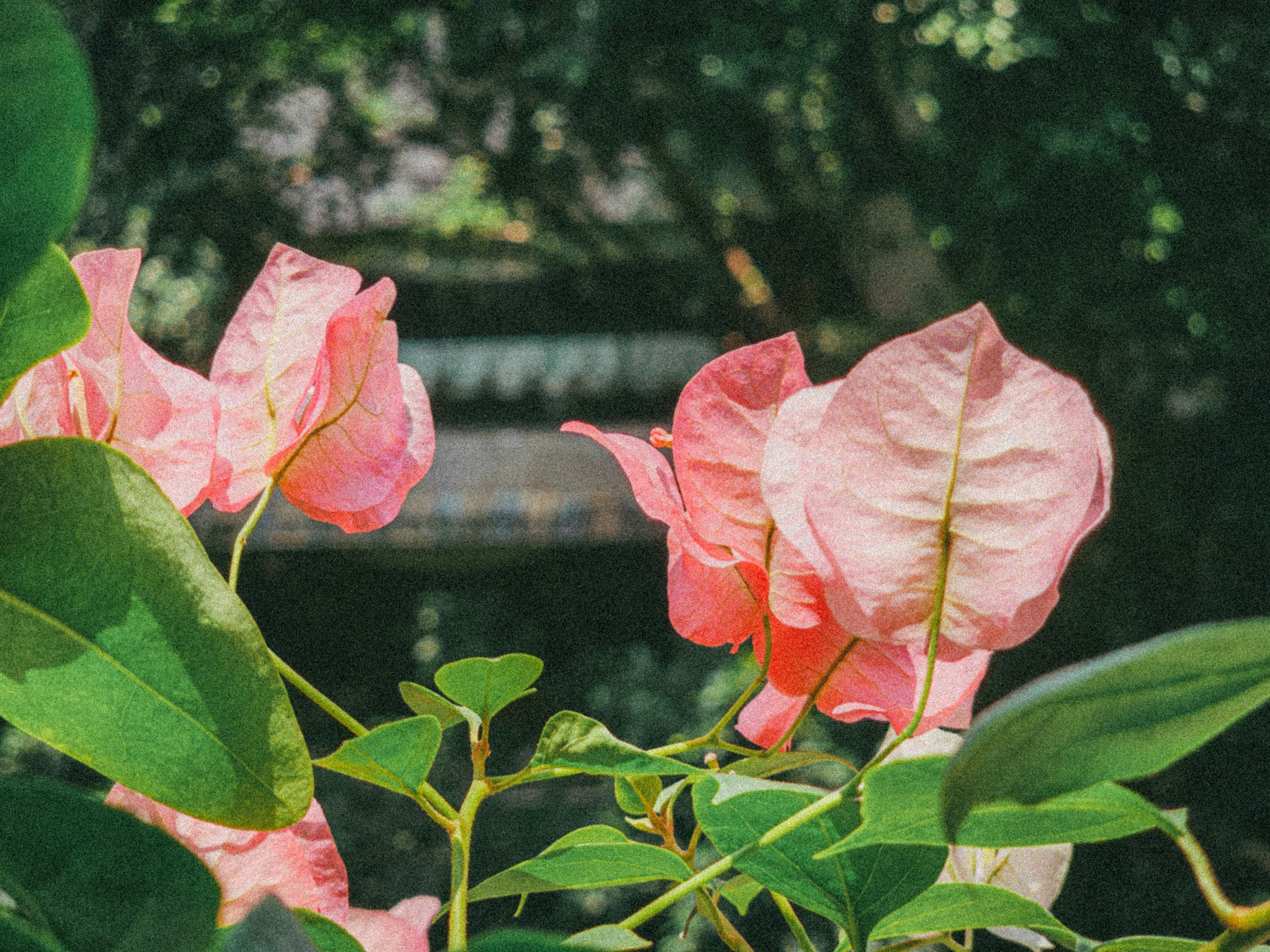 Whispers of Bougainvillea in Sunlight