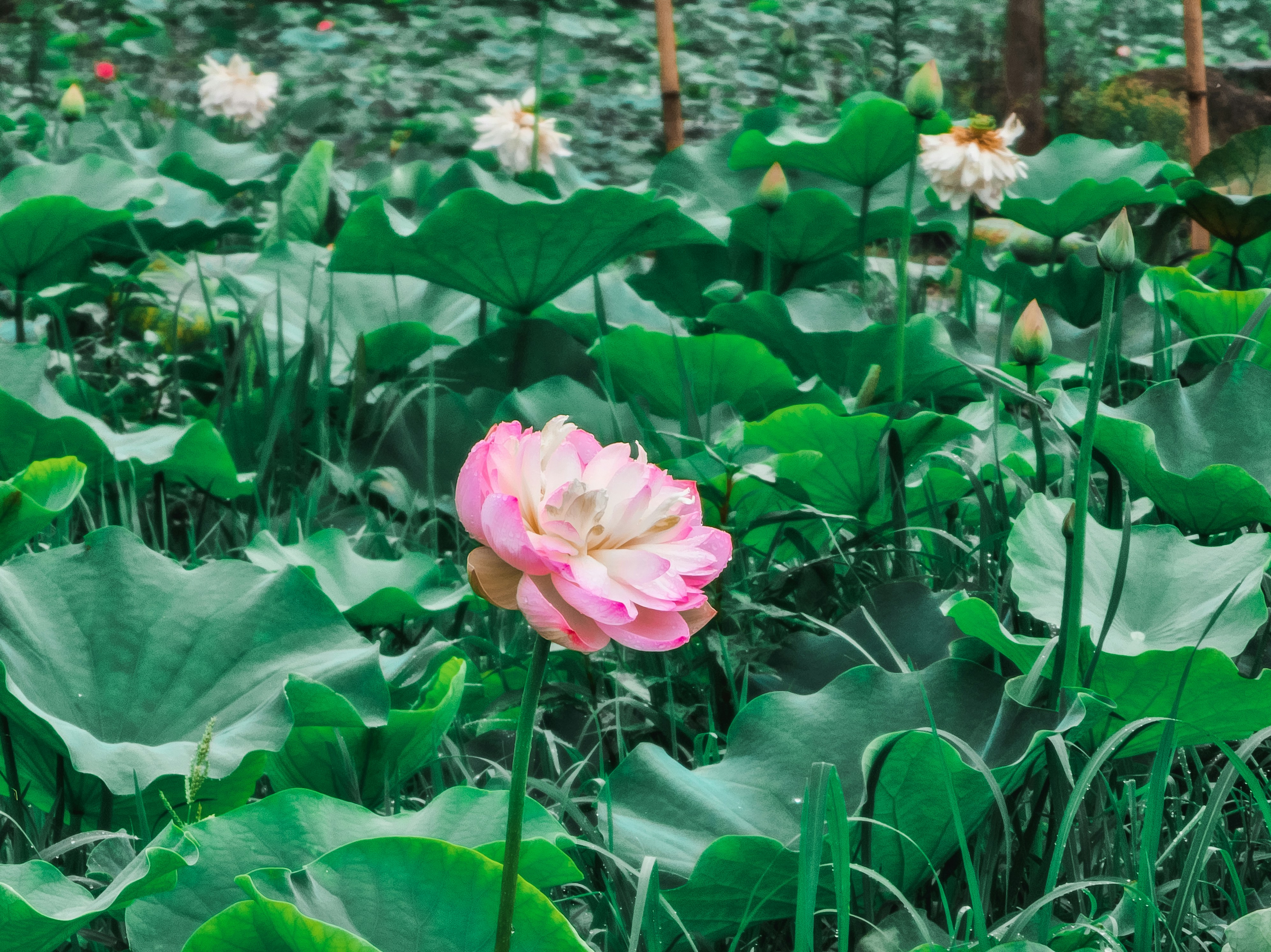 Pink Lotus Amid the Emerald Tides