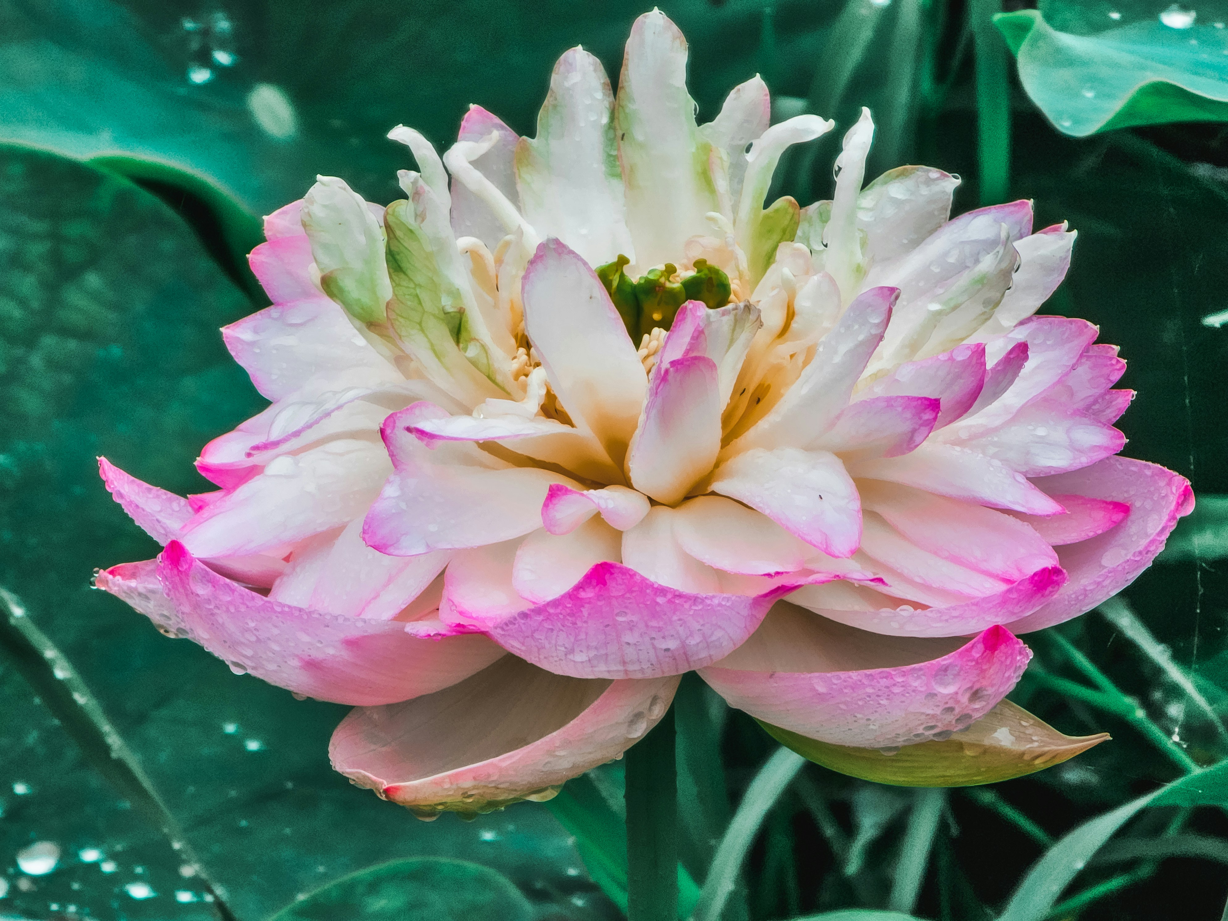Dew-Kissed Lotus: Close-Up of Pink Petal Geometry Amid Green Foliage