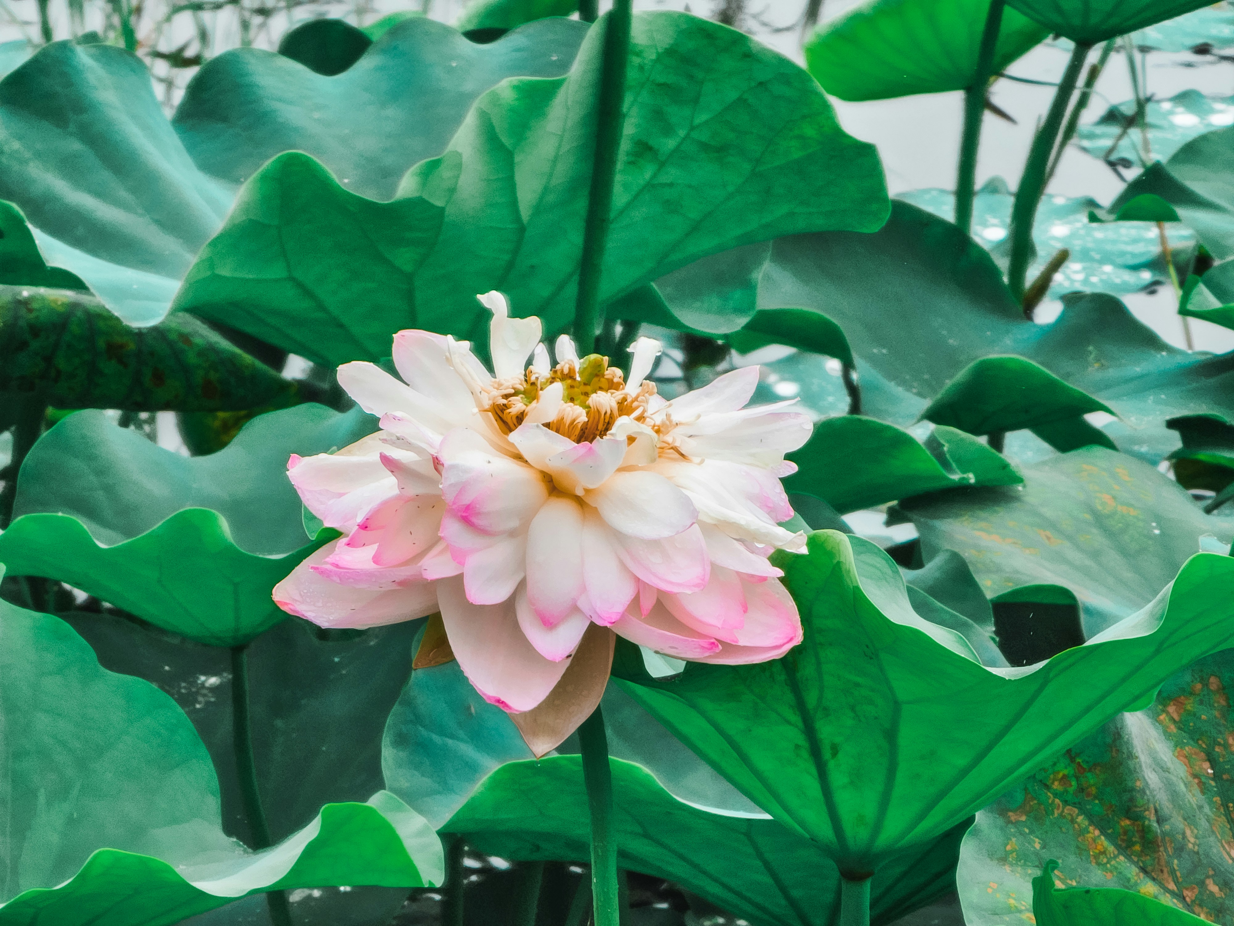 Whispers of Serenity: The Lotus Blossom's Embrace