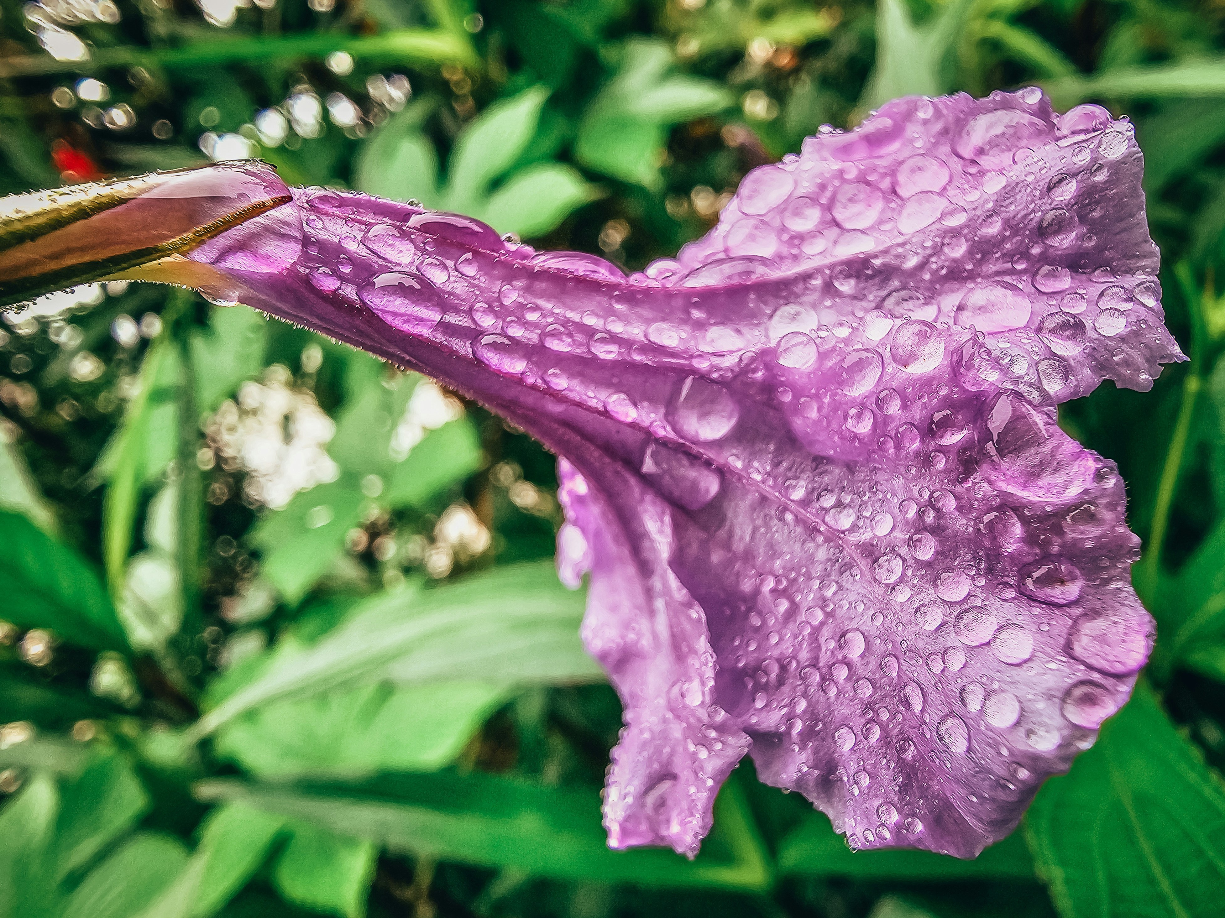 Nature's Gem: A Dew-Kissed Blossom