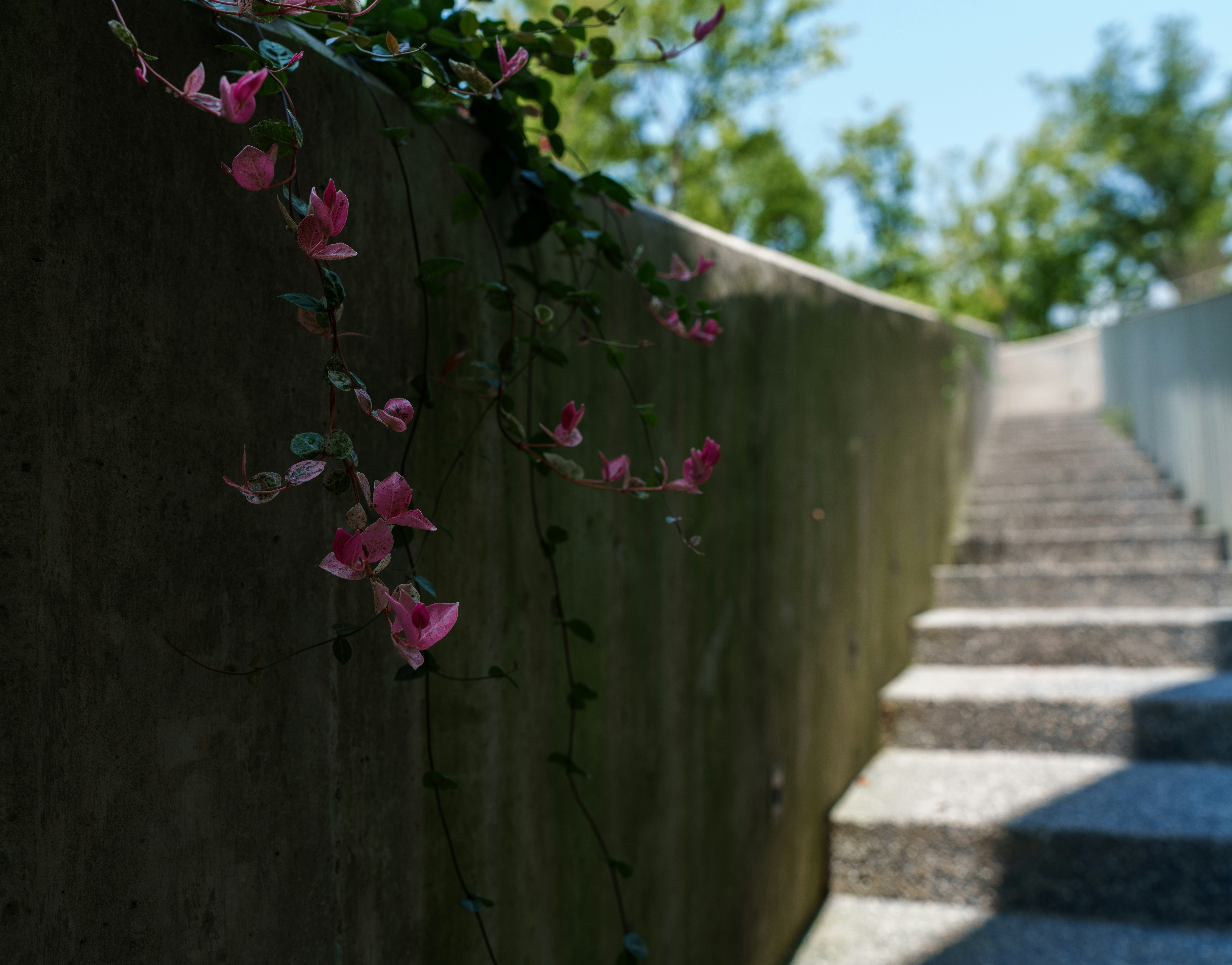 Photo by Declan Sun with Sony Alpha 7R V