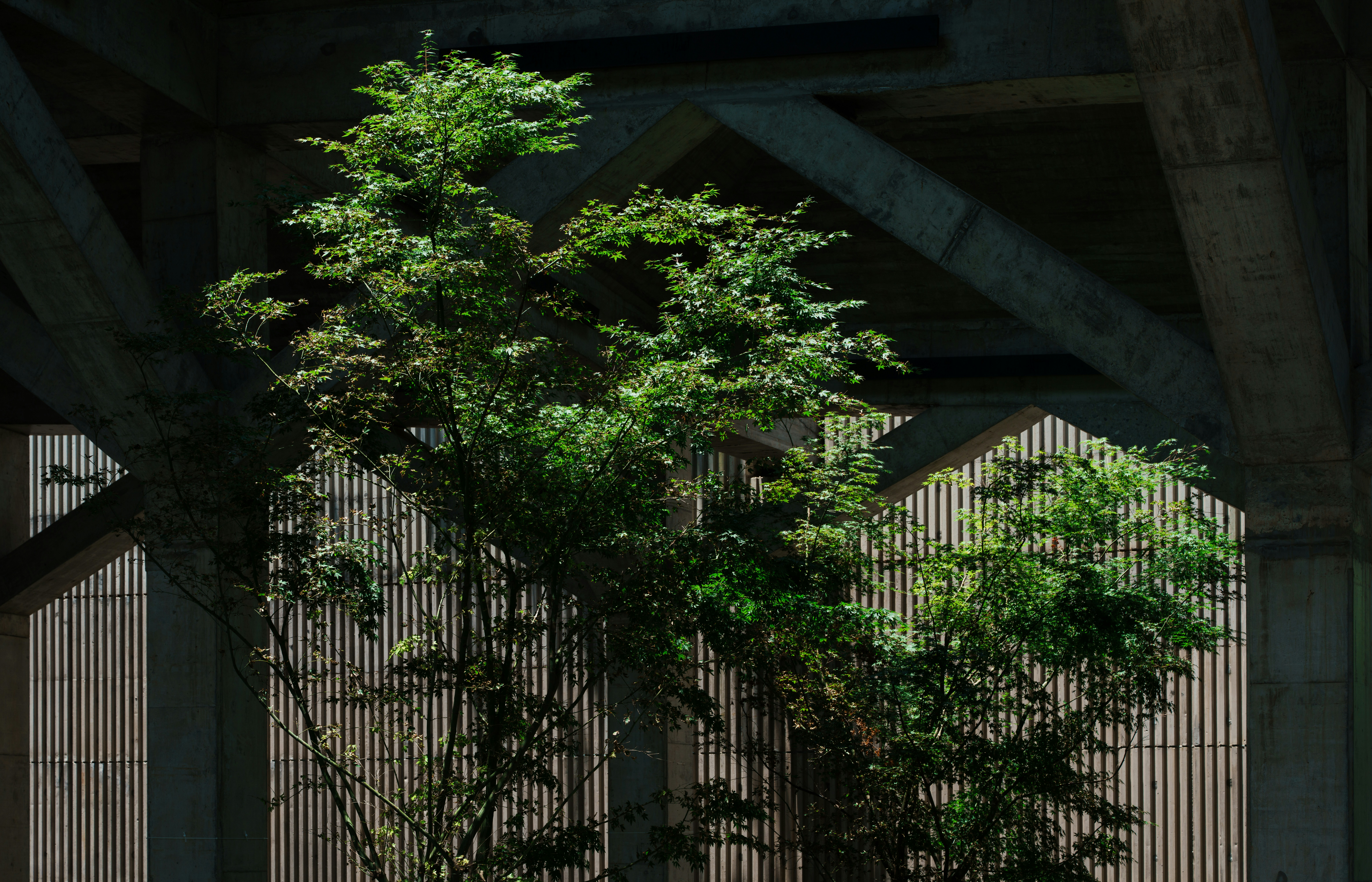 Verdant Quietude Beneath the Beams: Trees Framed by a Latticed Shadow