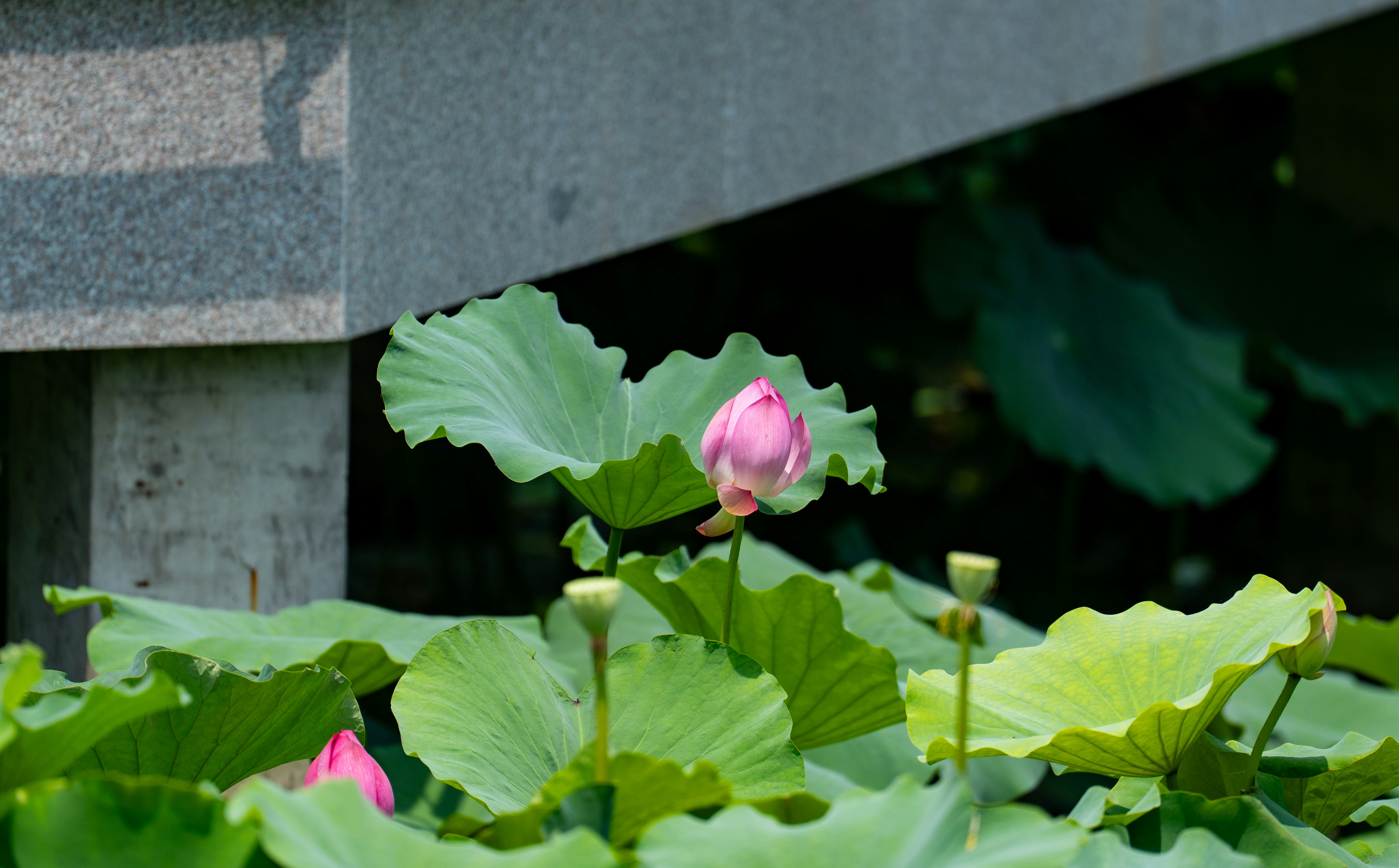 Lotus Bud Rising Among Emerald Leaves Against a Quiet Concrete Wall