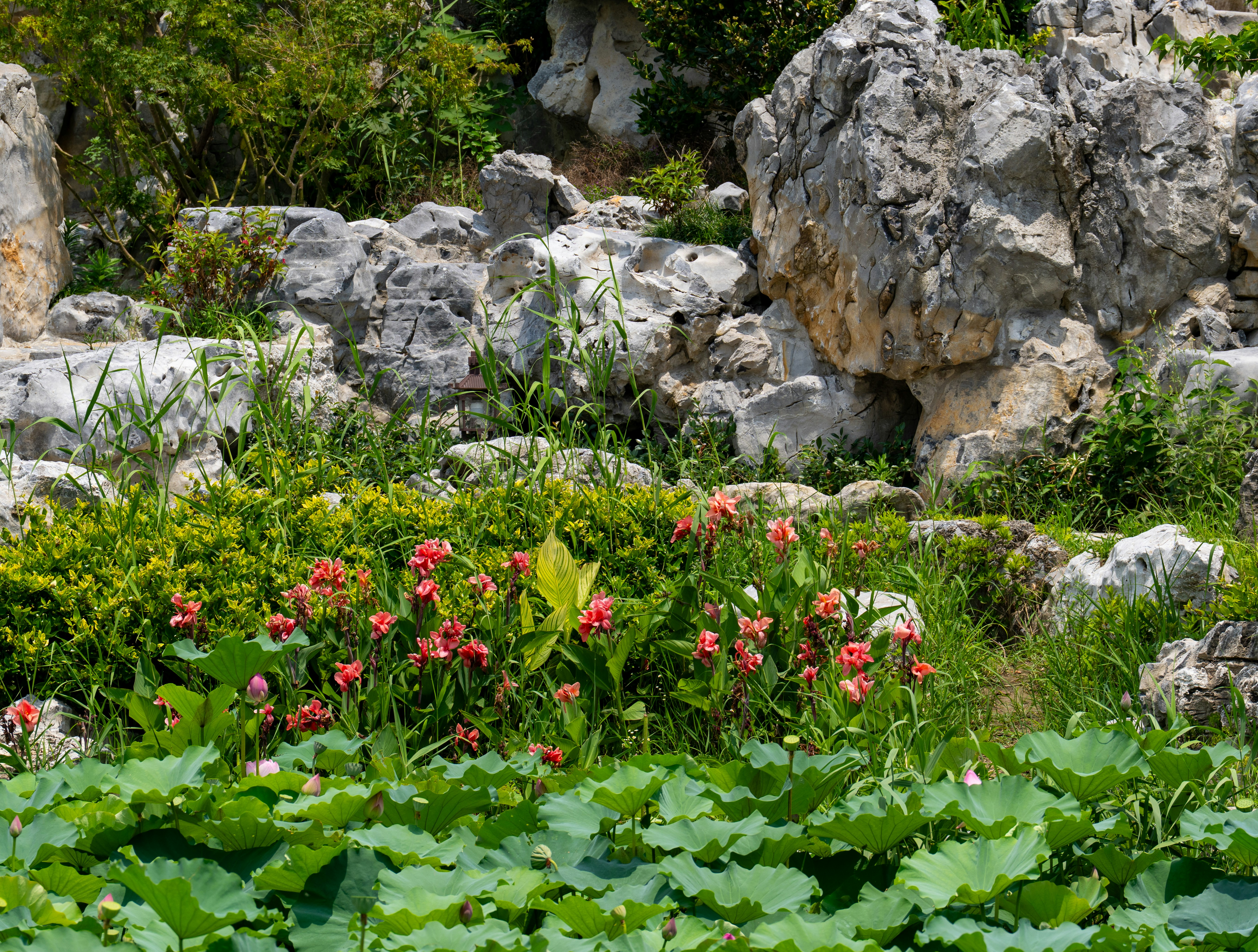 Pink clusters rise above lotus leaves in a limestone garden