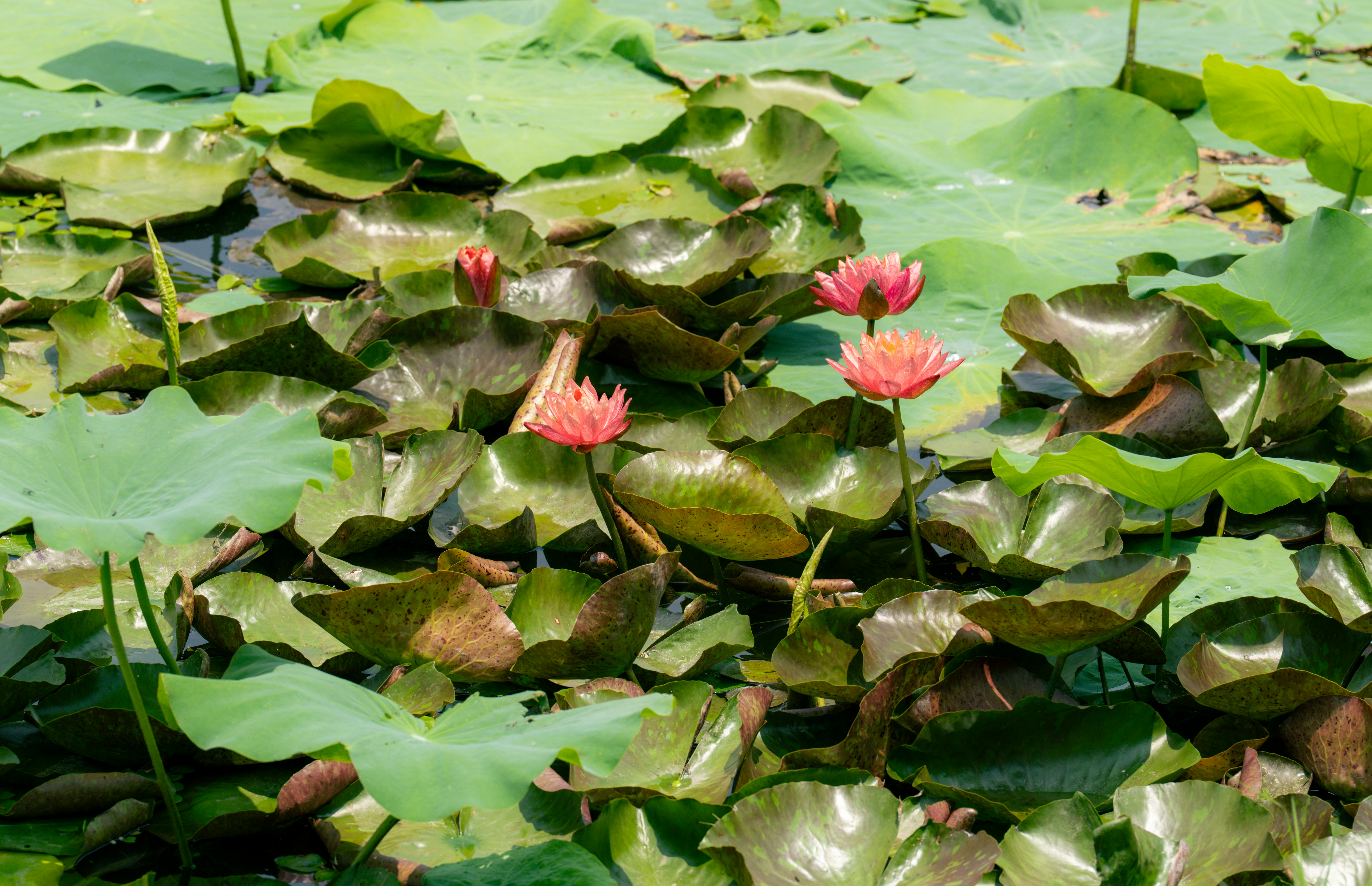 Photo by Declan Sun with Sony Alpha 7R V