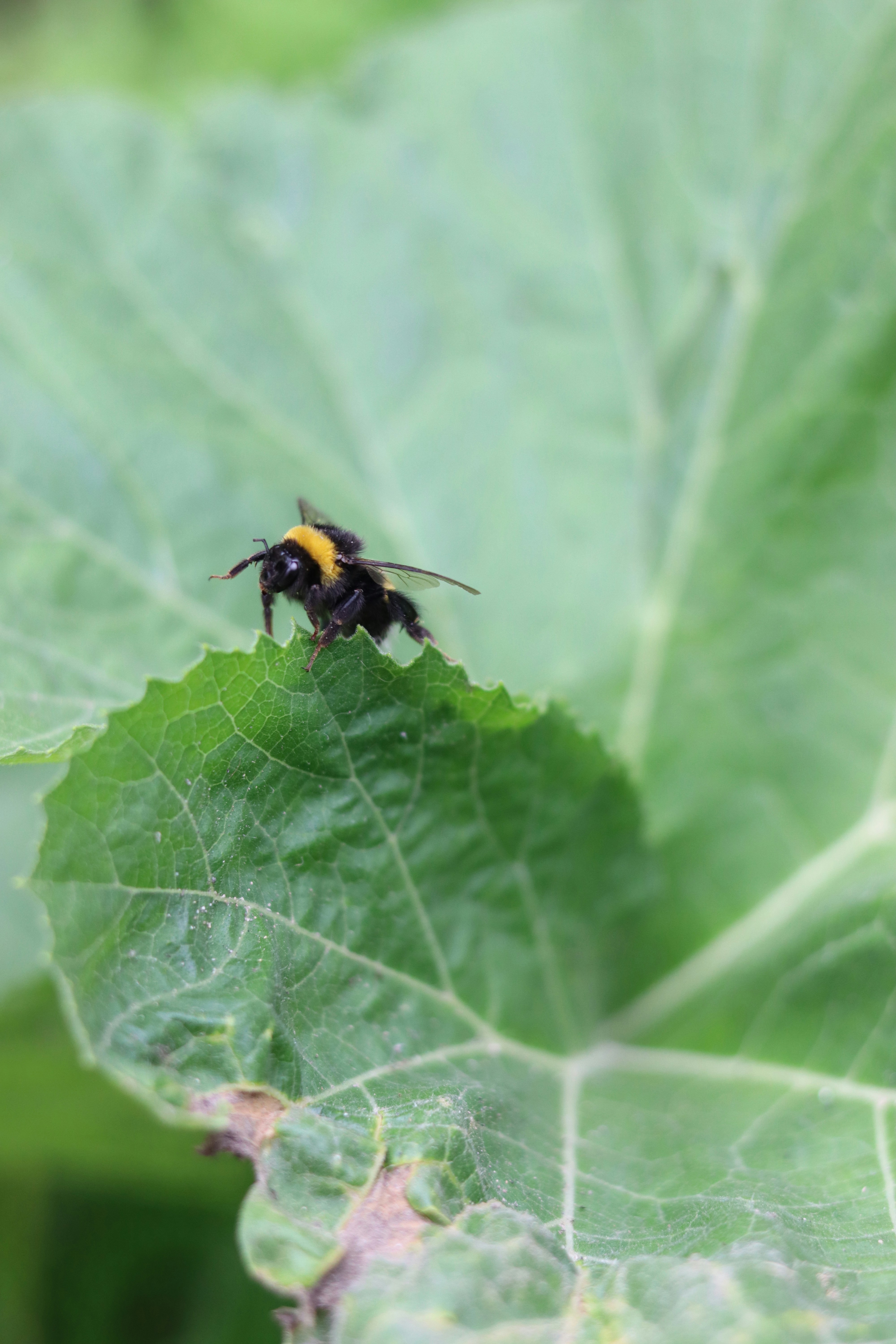 Nature's Tiny Guardian: The Bumblebee's Dance