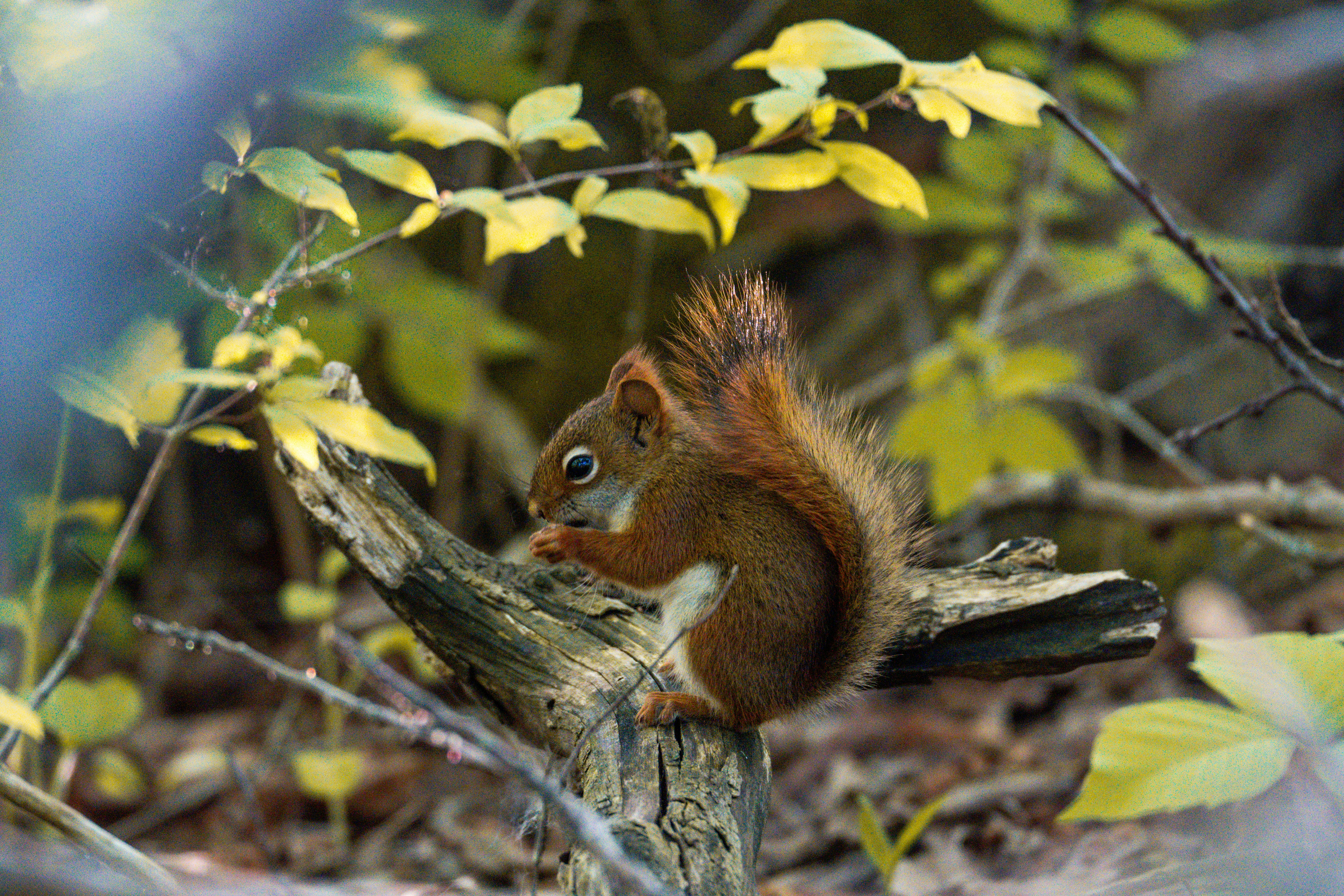 A small squirrel eating a nut.