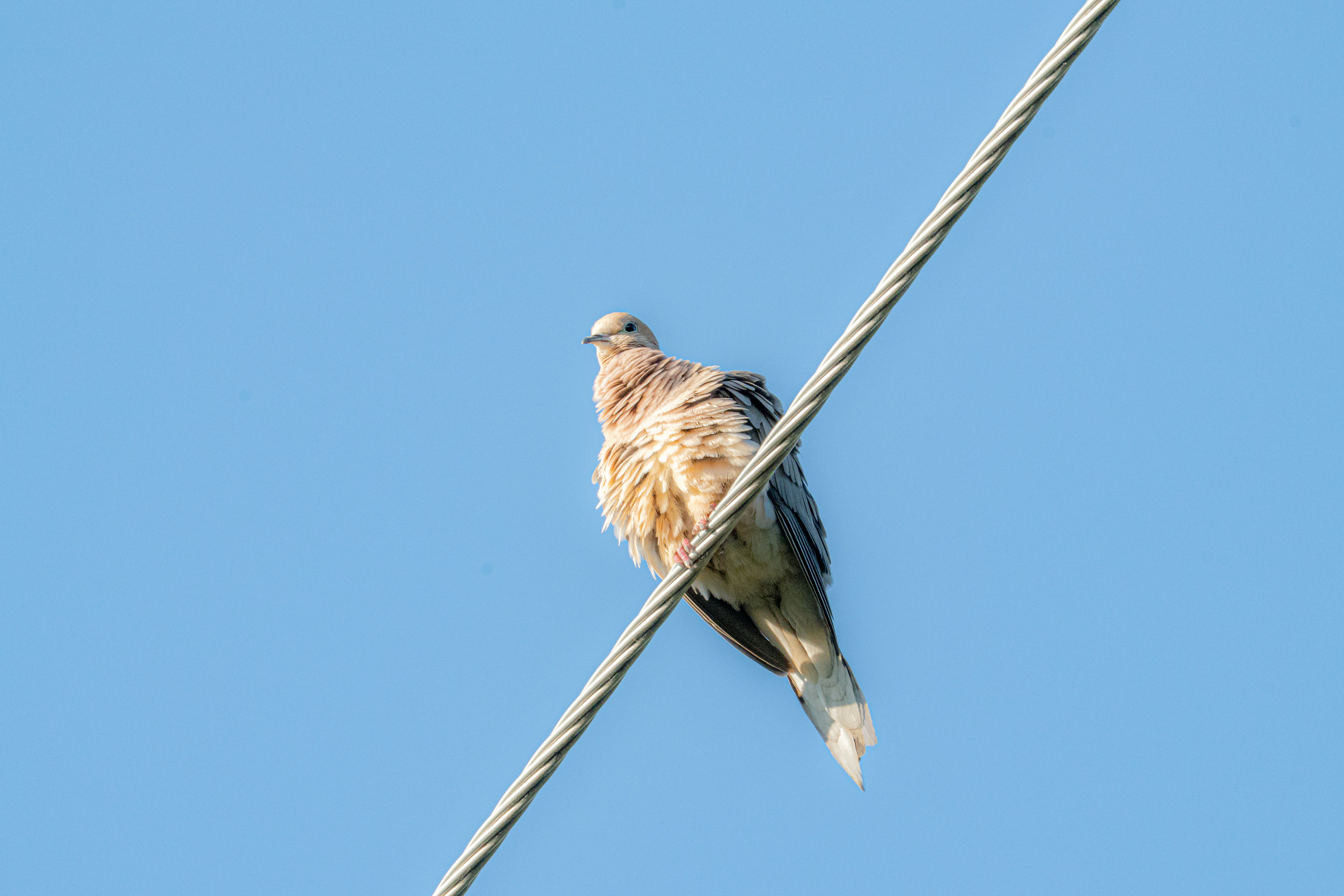 Perched in Serenity: A Feathered Sentinel