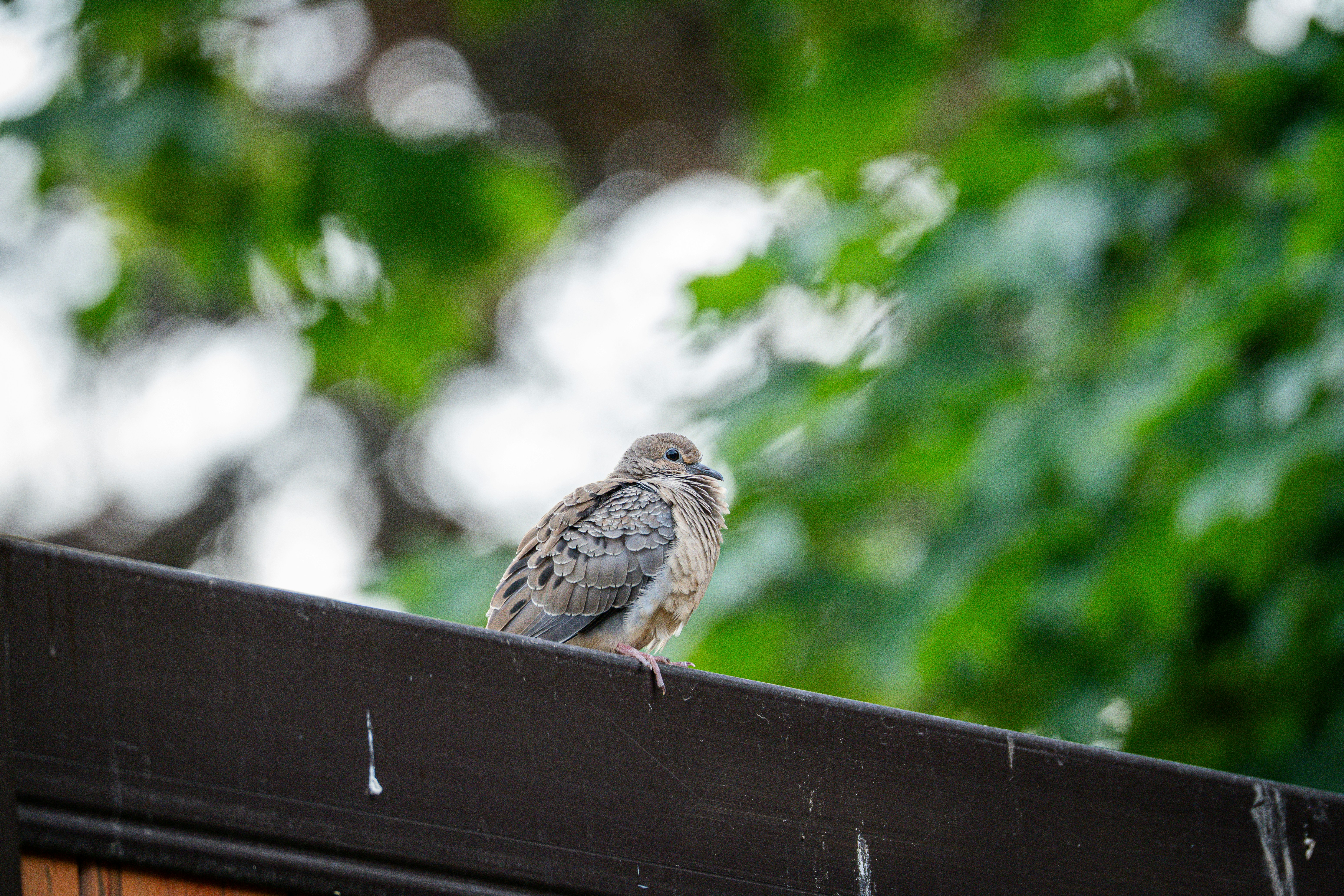 Mourning Dove | A dove sits on the roof in front of leaves.