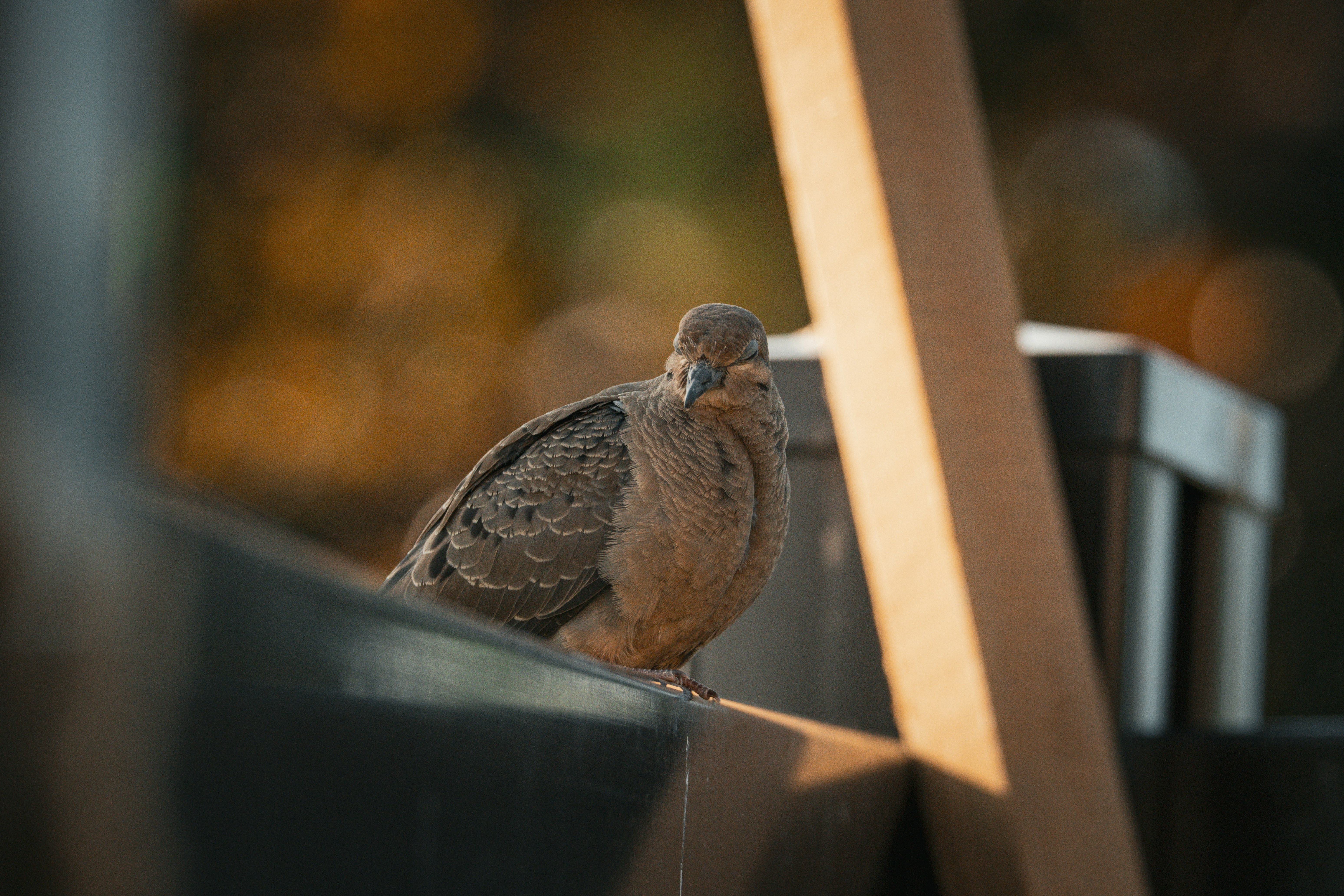 A dove is perched on a rail. photo – Free Bird Image on Unsplash