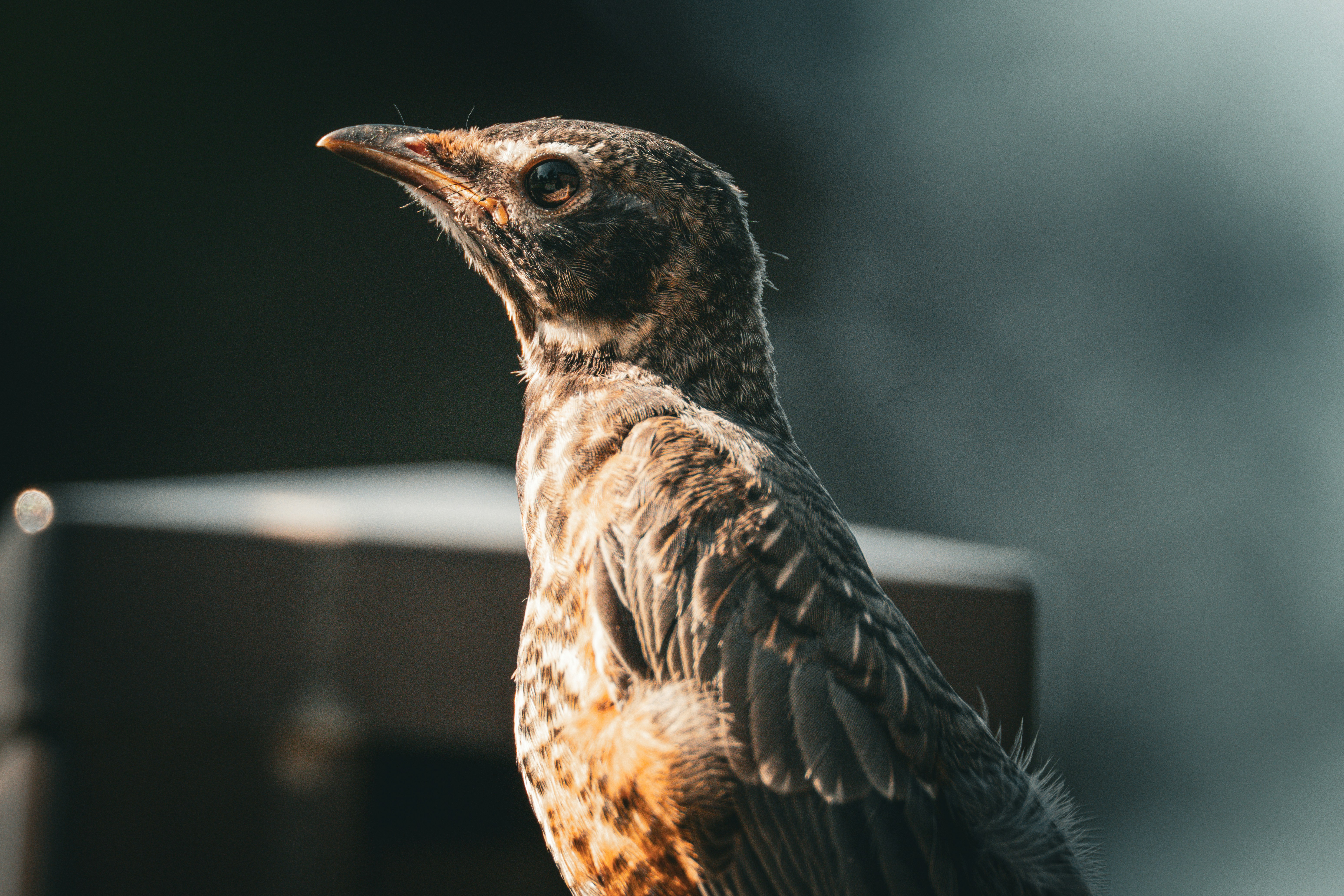 A Glimpse into Avian Elegance