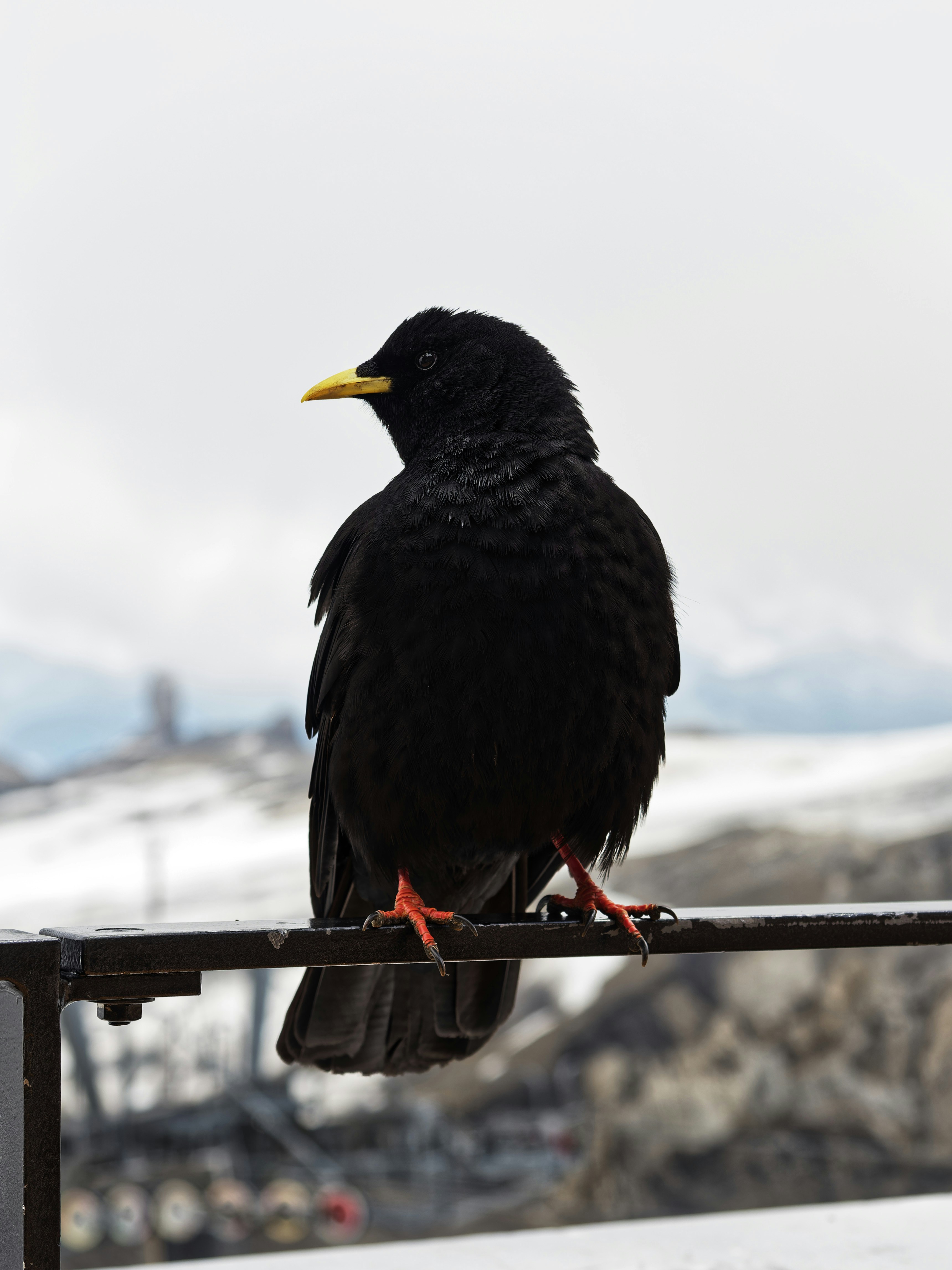 The Perched Observer: A Moment in Nature