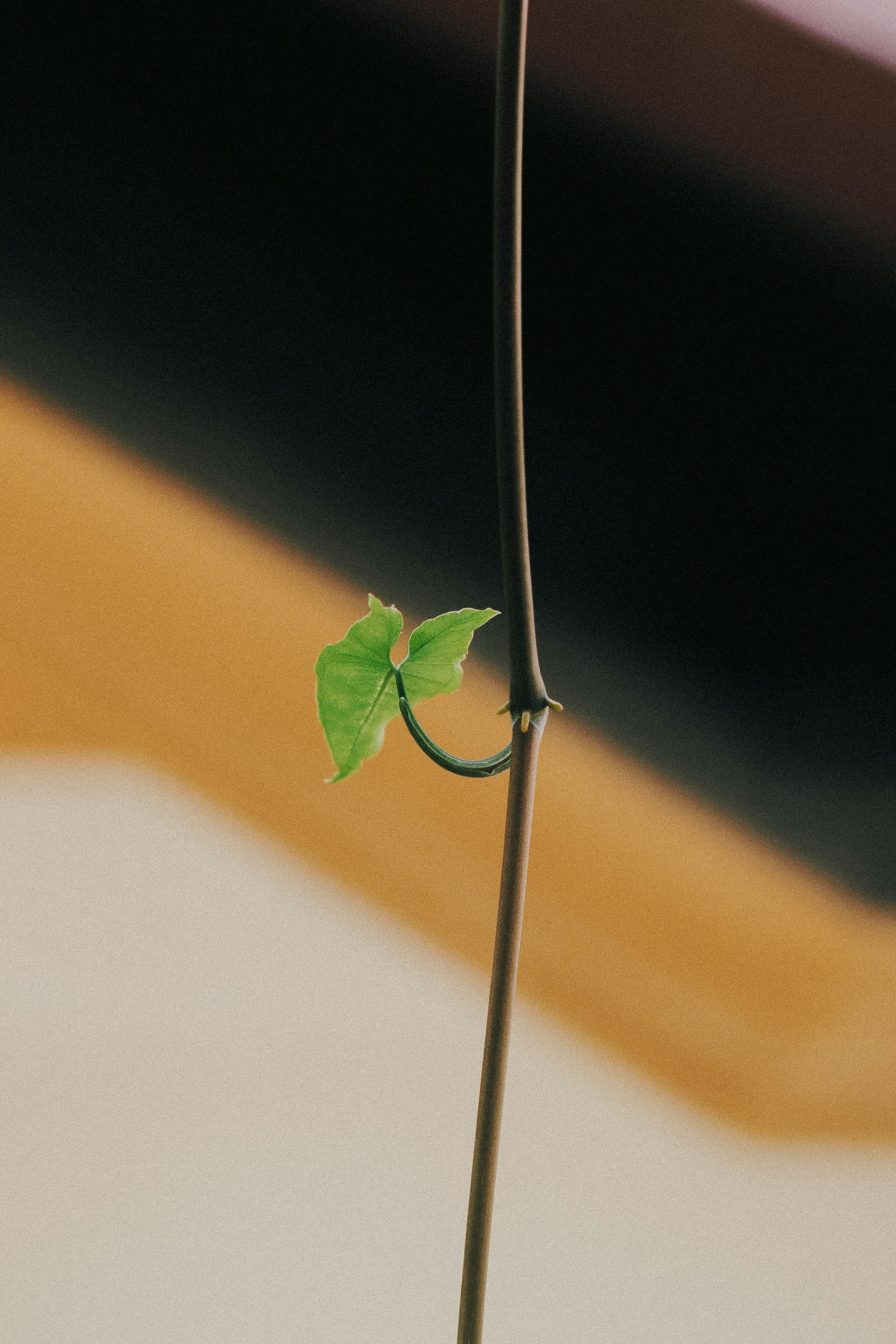 Whispers of Nature: The Resilience of a Leaf
