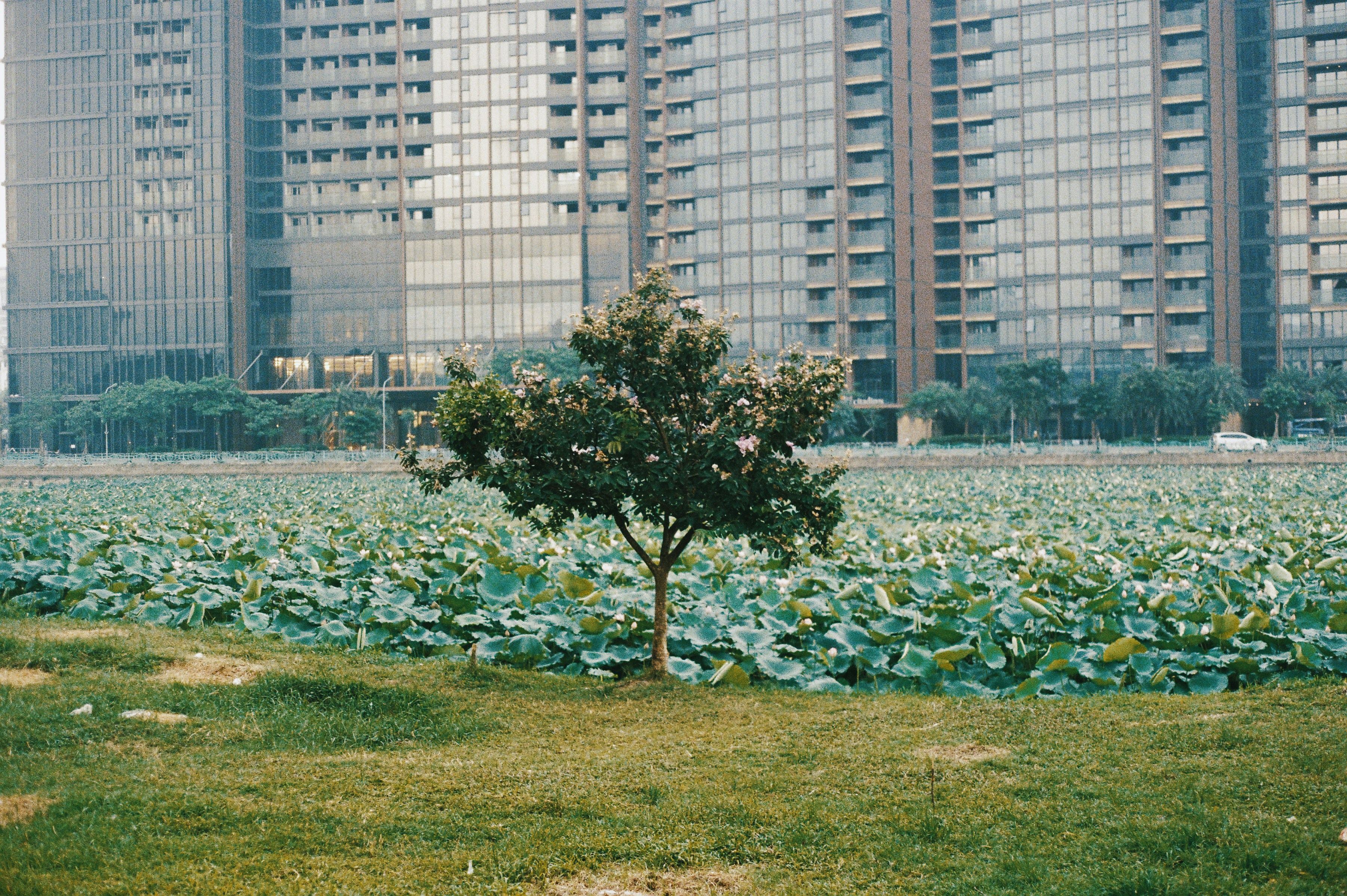 Urban Oasis: Nature's Resilience Amidst Concrete Giants