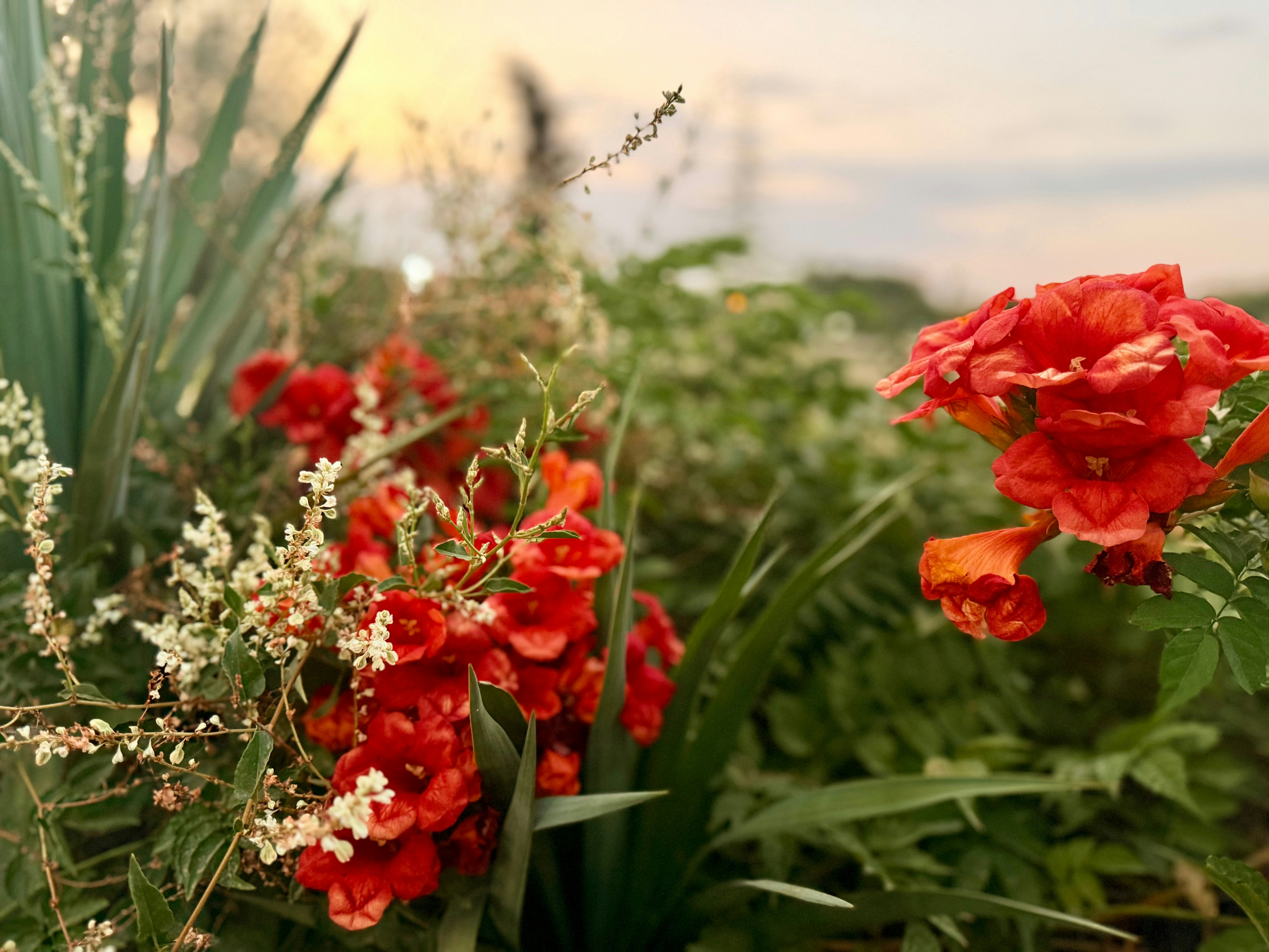 Vibrant Flora in the Golden Hour