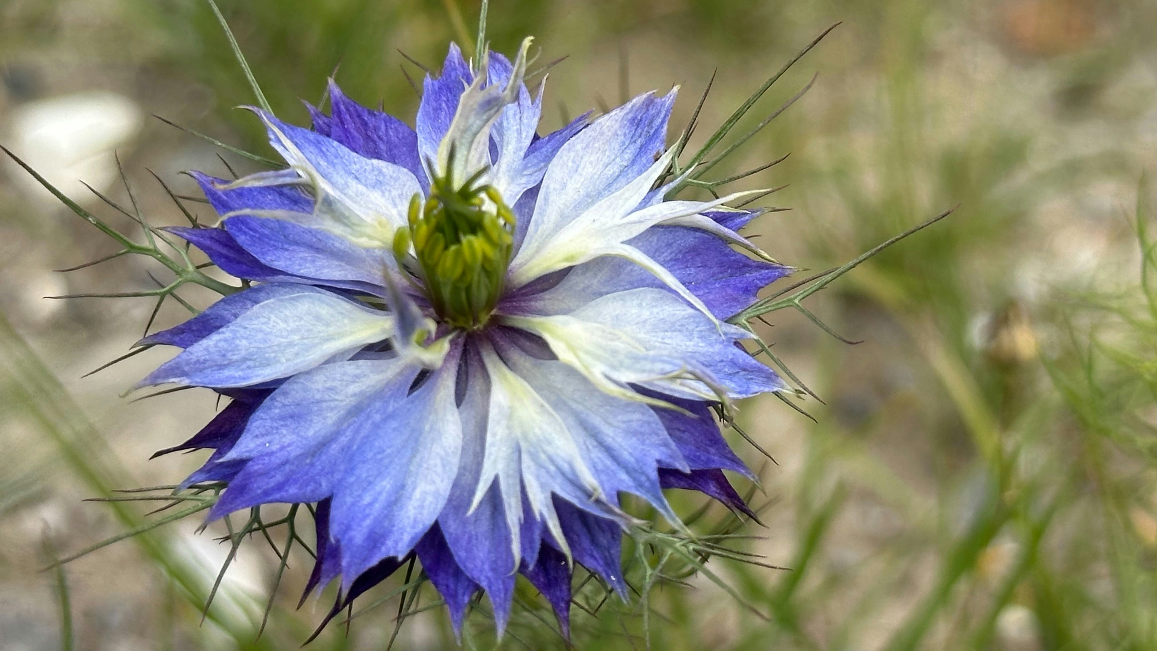Nature's Intricate Blue Star