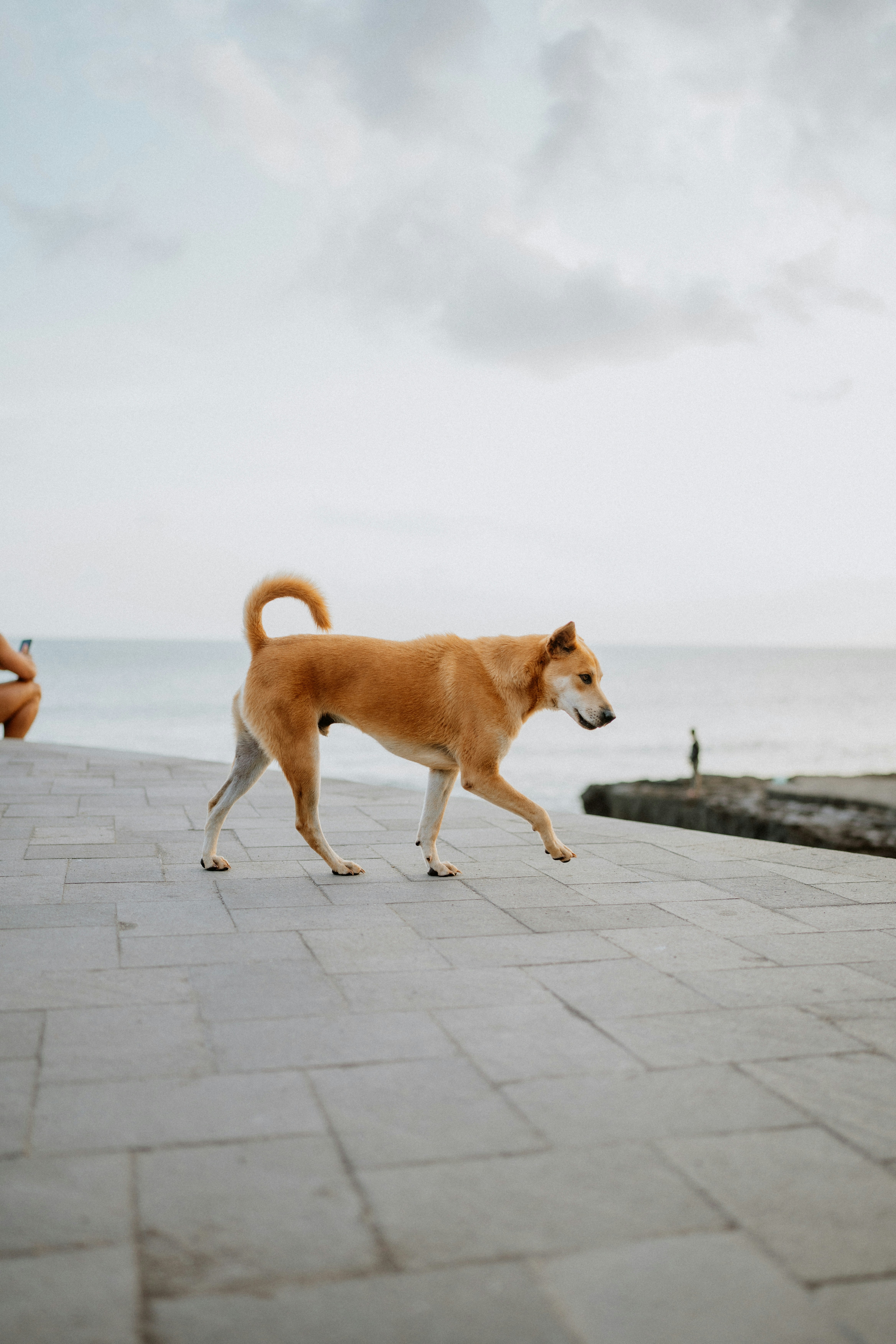 A local Balinese dog walks along the seaside pavement with the Indian Ocean in the background — a common sight near the beaches of Bali, capturing the island’s laid-back vibe. | A dog walks along the beach.