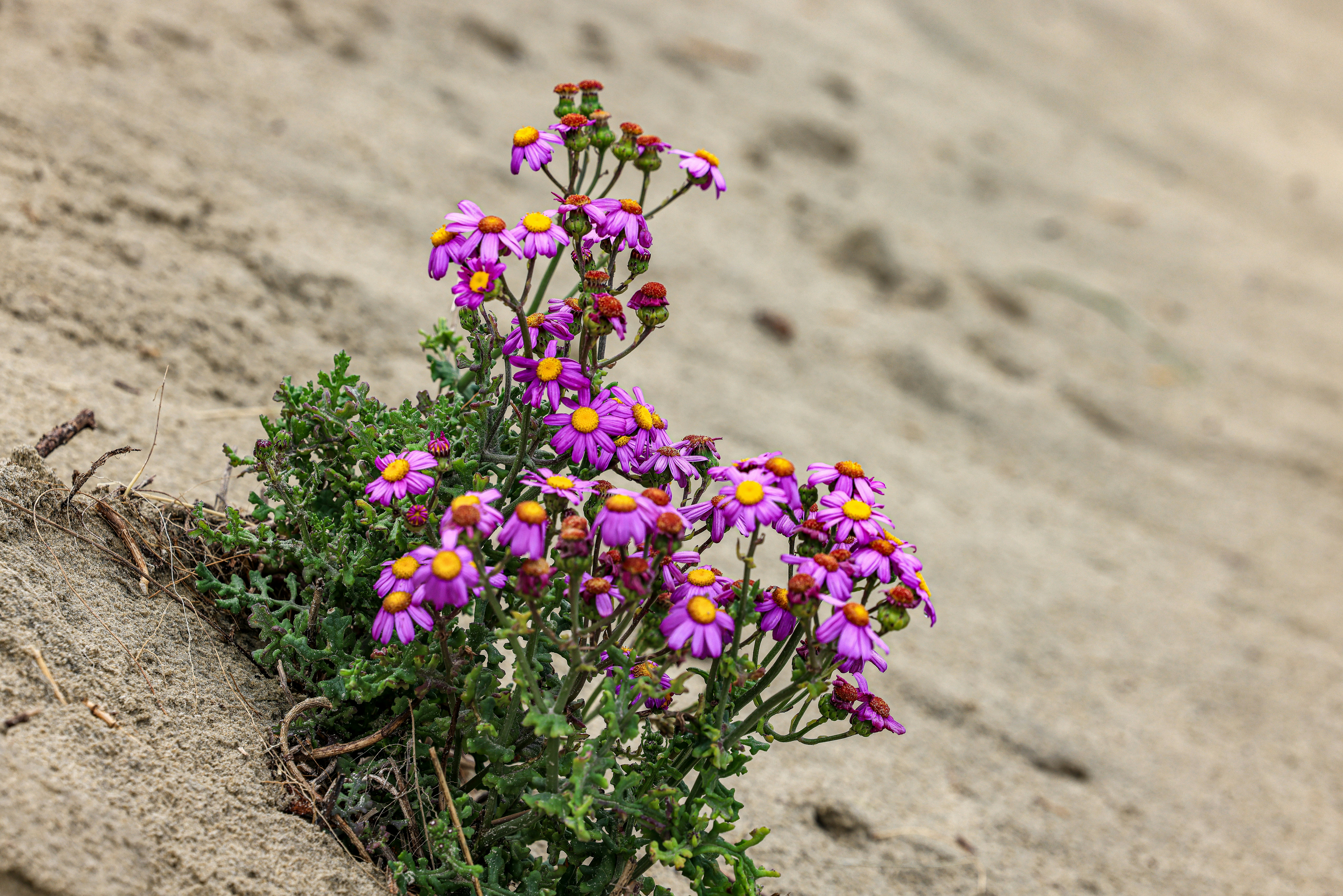 Violet Resilience on a Wind-Swept Dune