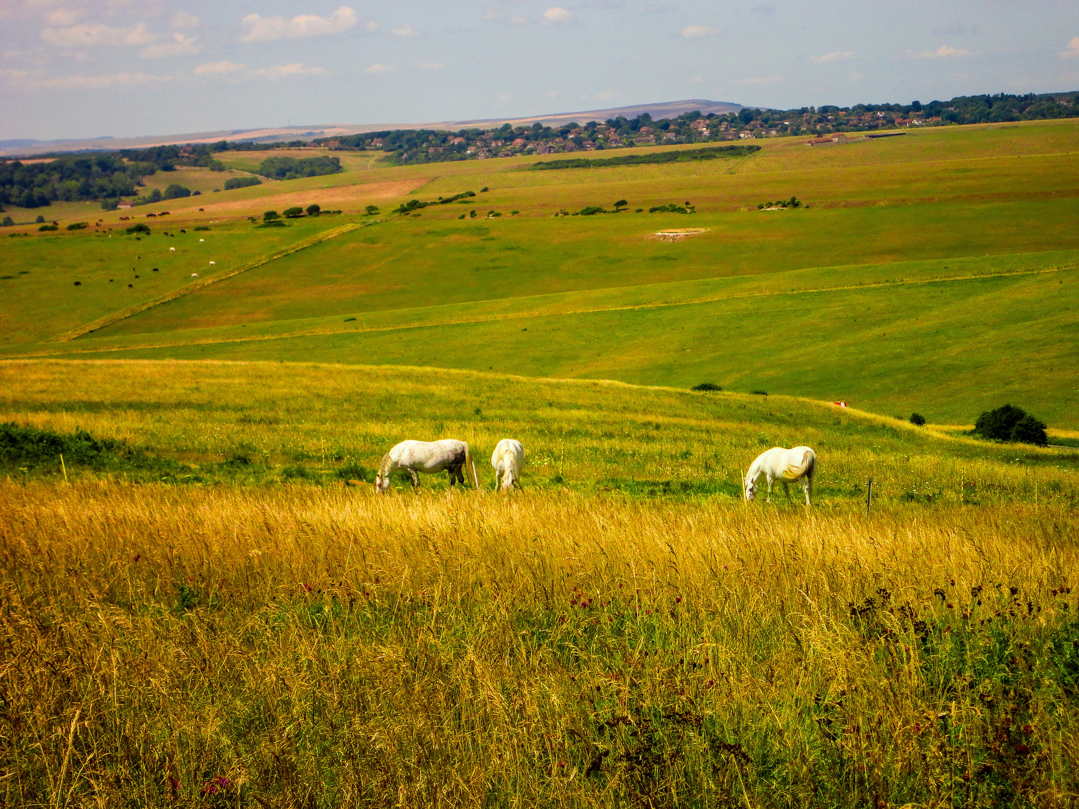 Horses graze in a lush, green meadow.