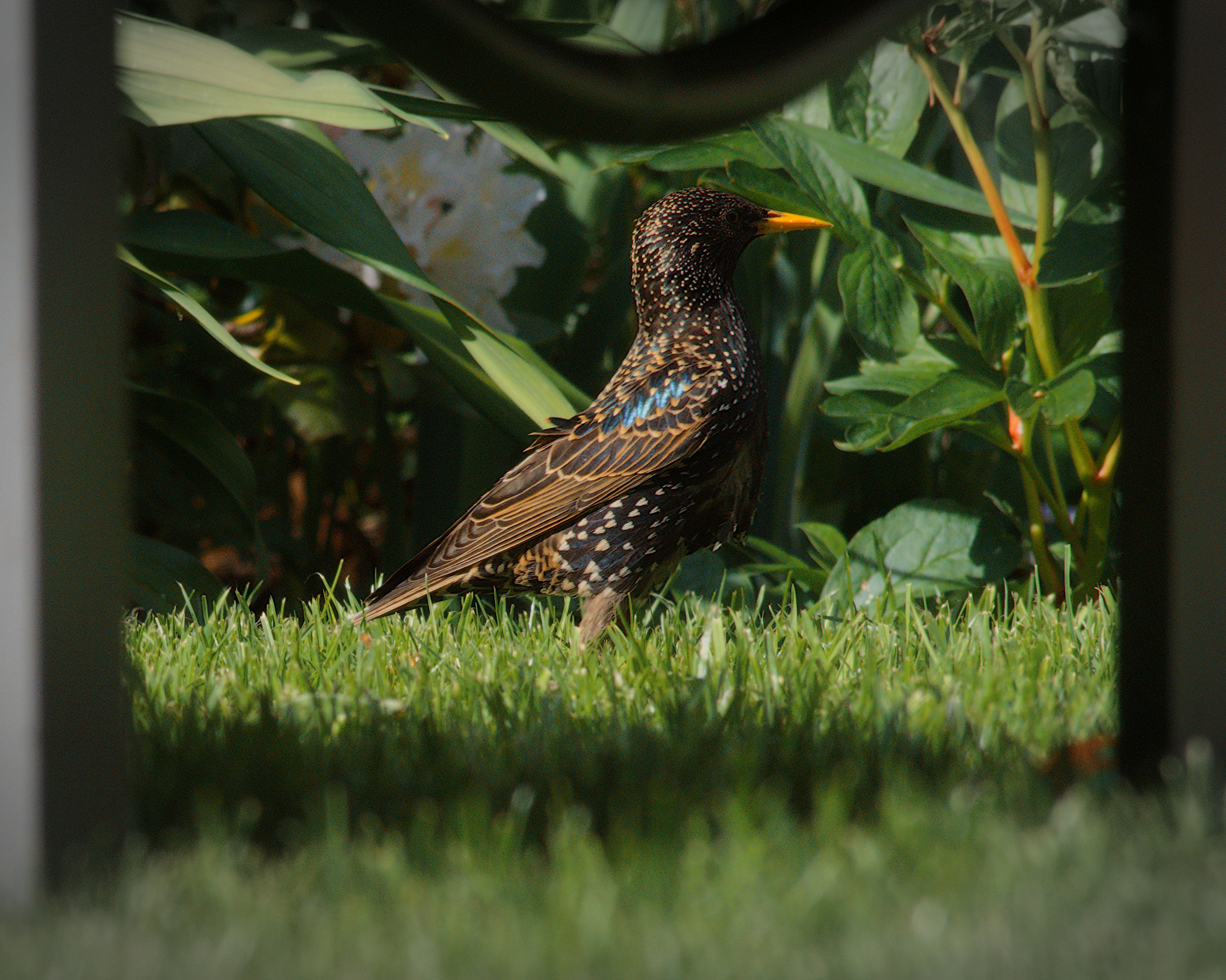 A bird is standing on grass near some bushes.