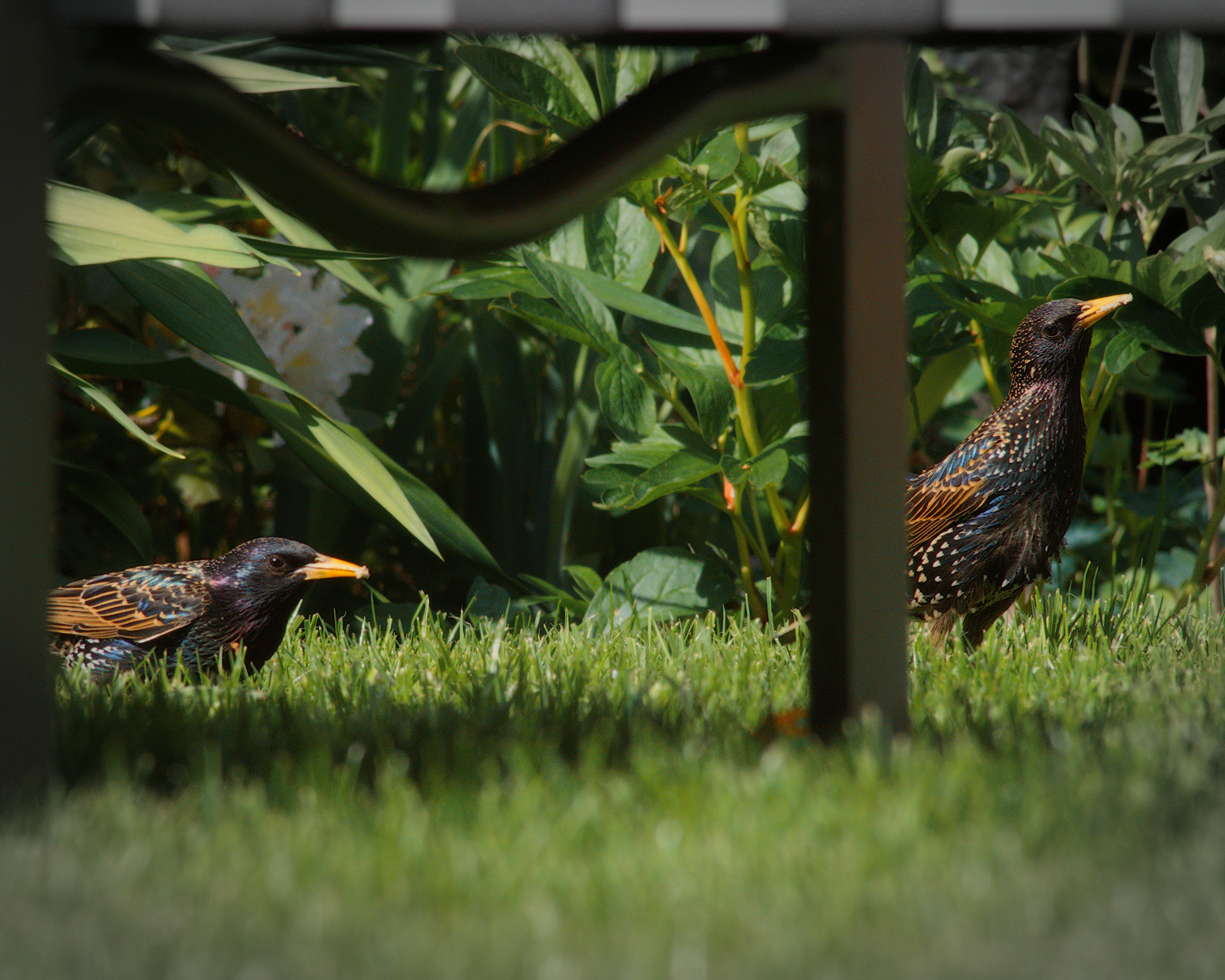 Nature's Intriguing Encounter