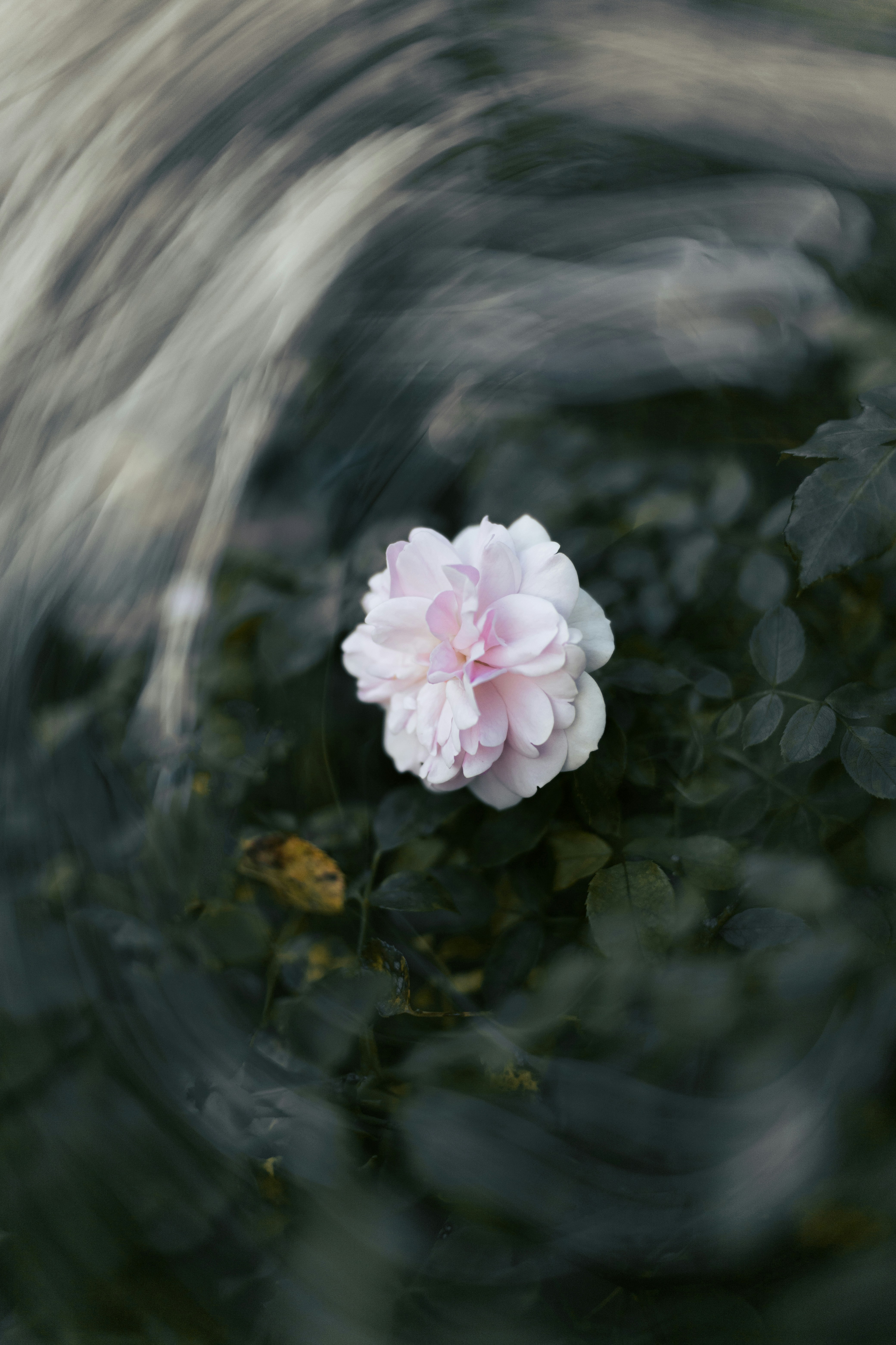 A soft pink flower surrounded by swirling green foliage, creating a sense of motion and tranquility.