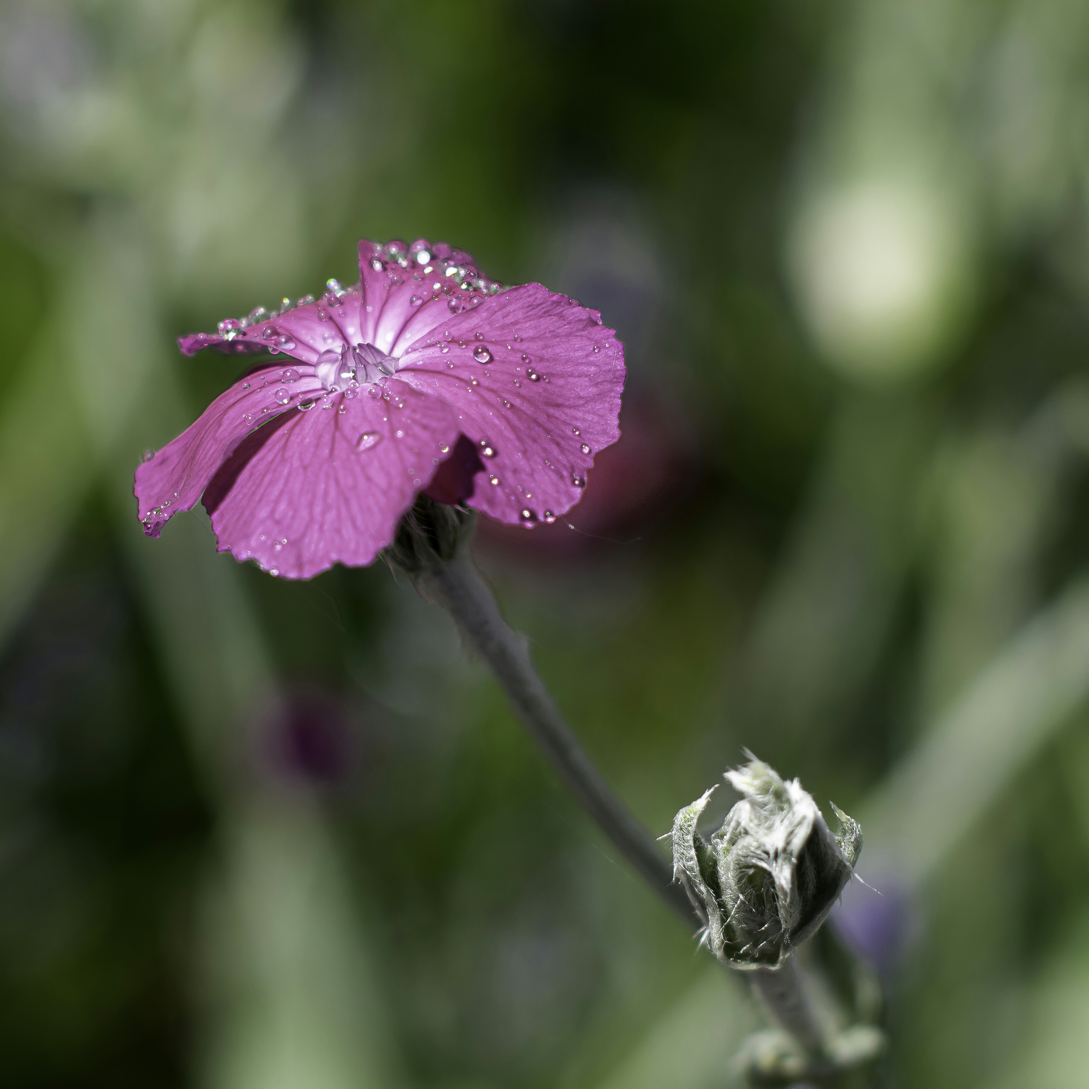 Nature's Jewel: A Dew-Kissed Bloom