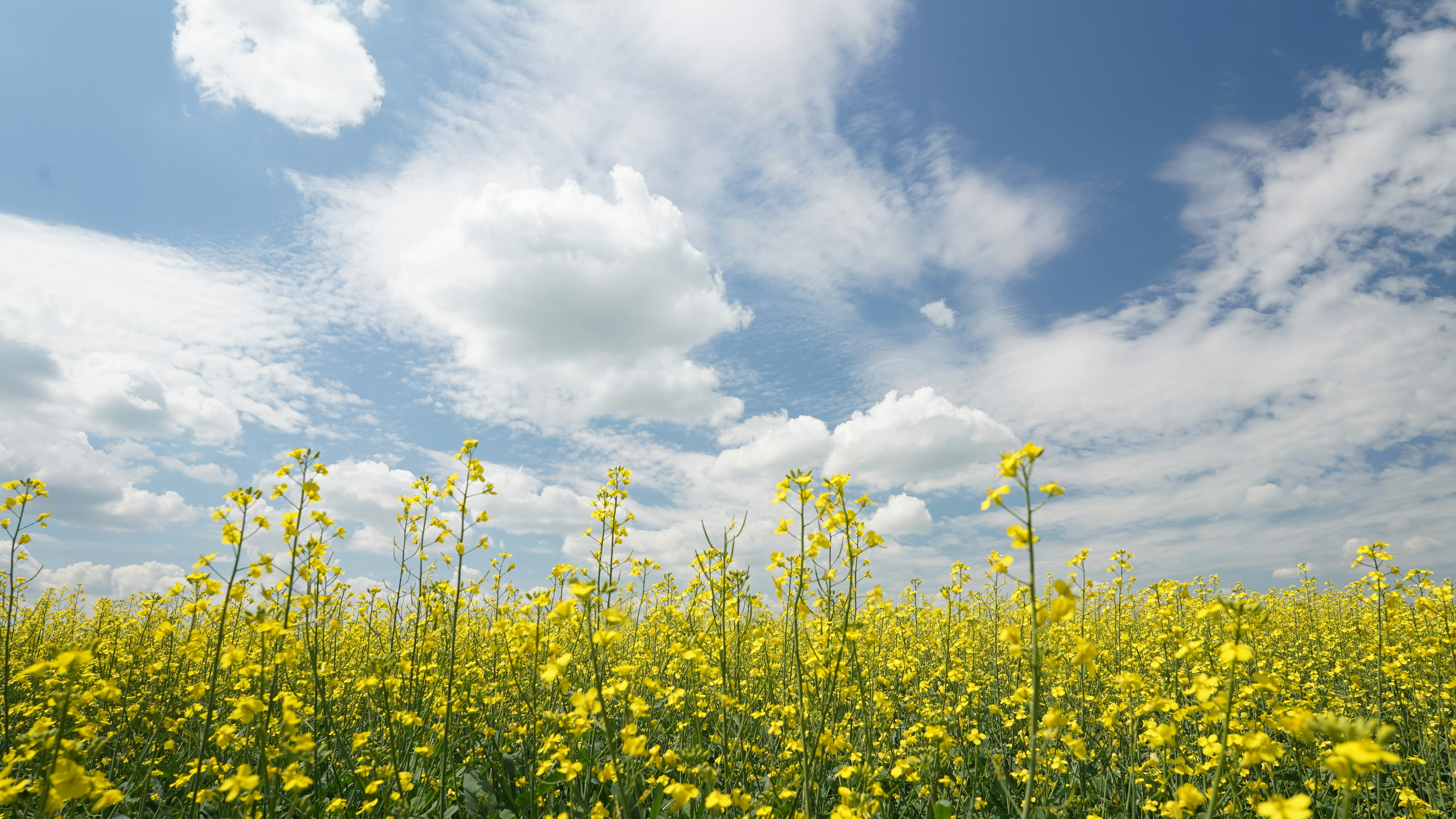 Yellow canola on a sunny day in Alberta, Canada | Yellow flowers bloom under a blue, cloudy sky.